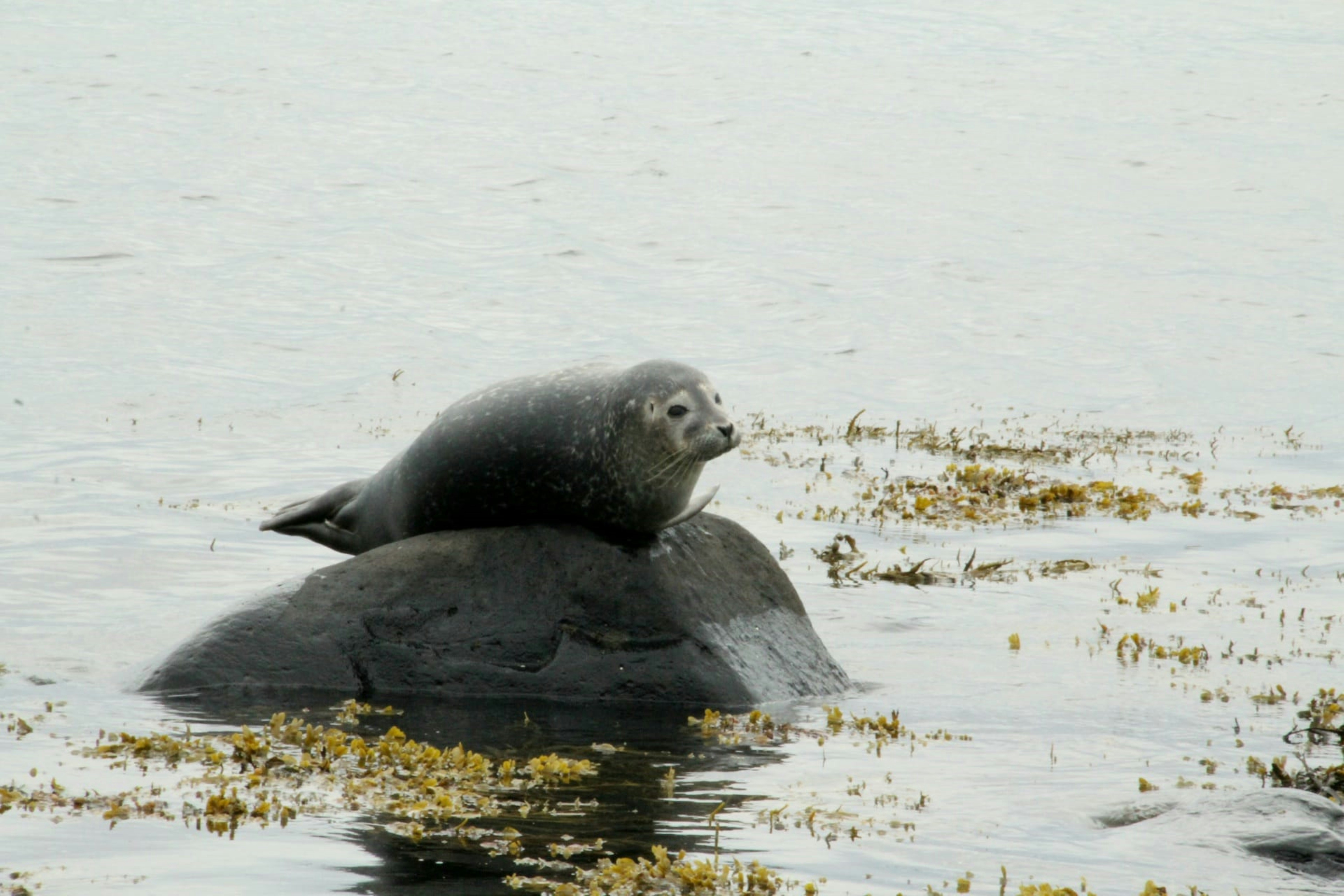 Un phoque assis au sommet d’un rocher dans l’eau photo – Image gratuite ...