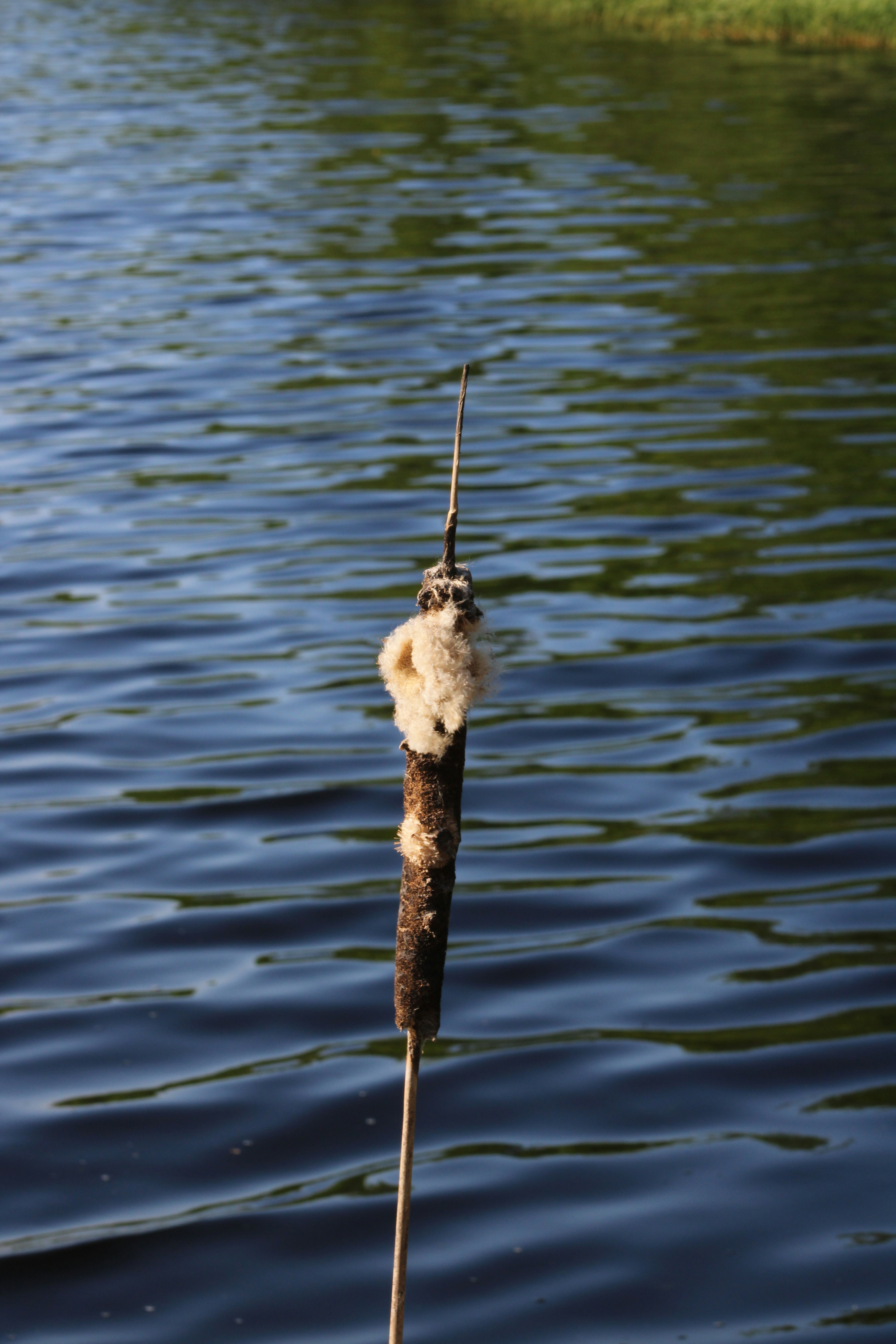 Lone cattail on a glassy lake, a vertical whisper above blue ripples