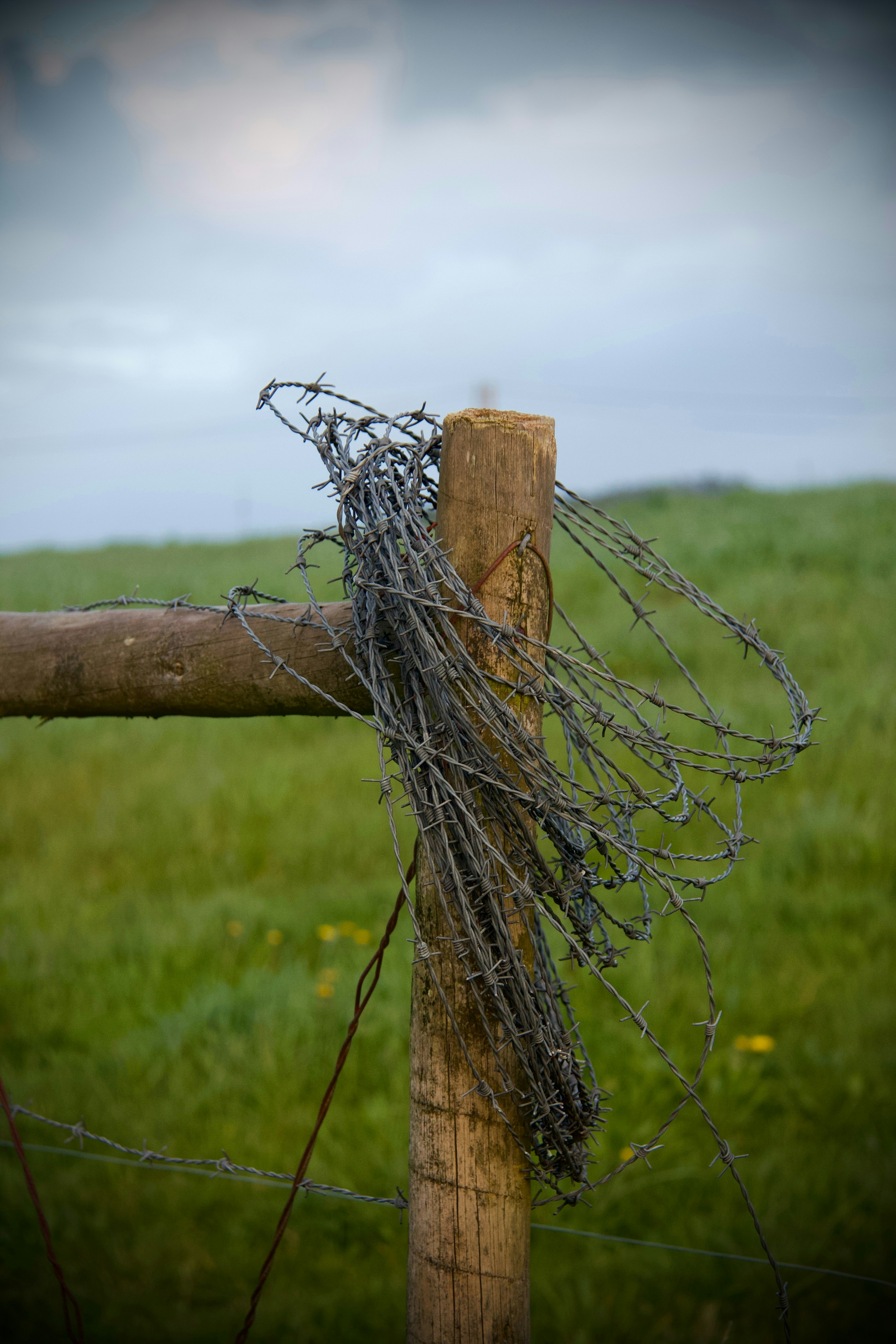 The Tangle at the Post: Barbed Wire Framing a Quiet Meadow