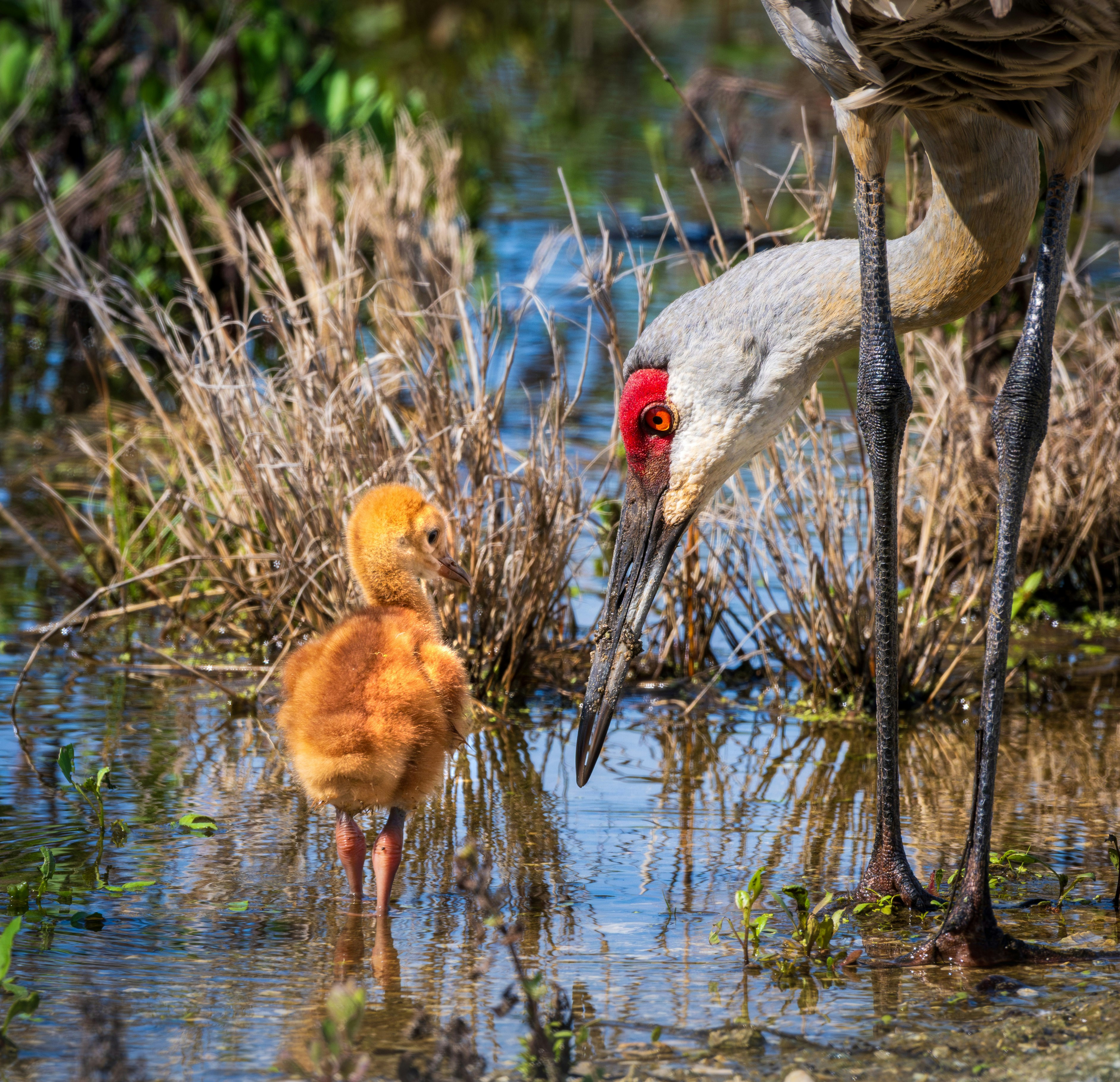 A tender moment of a juvenile sandhill crane on its first walk with its vigilant mother by the water's edge.