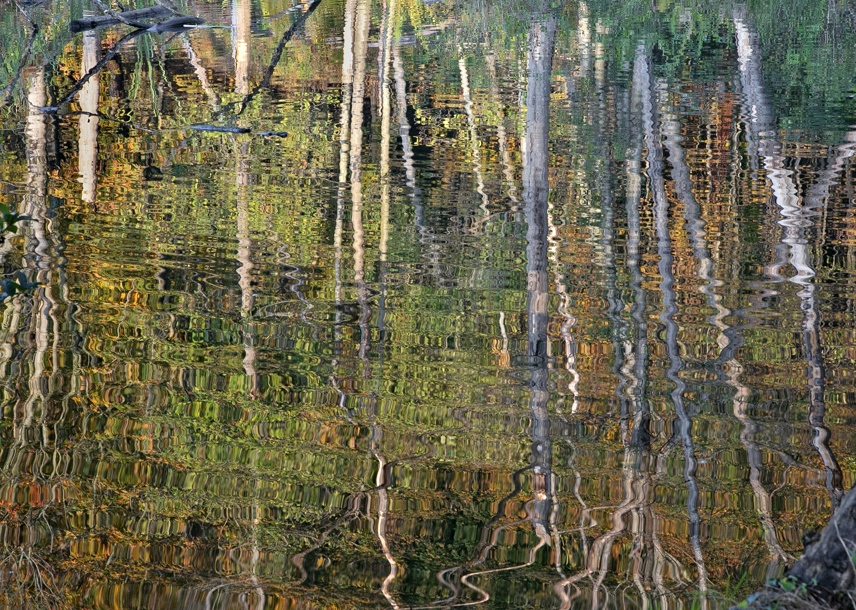 Pond reflections in autumn | a body of water with trees reflected in it