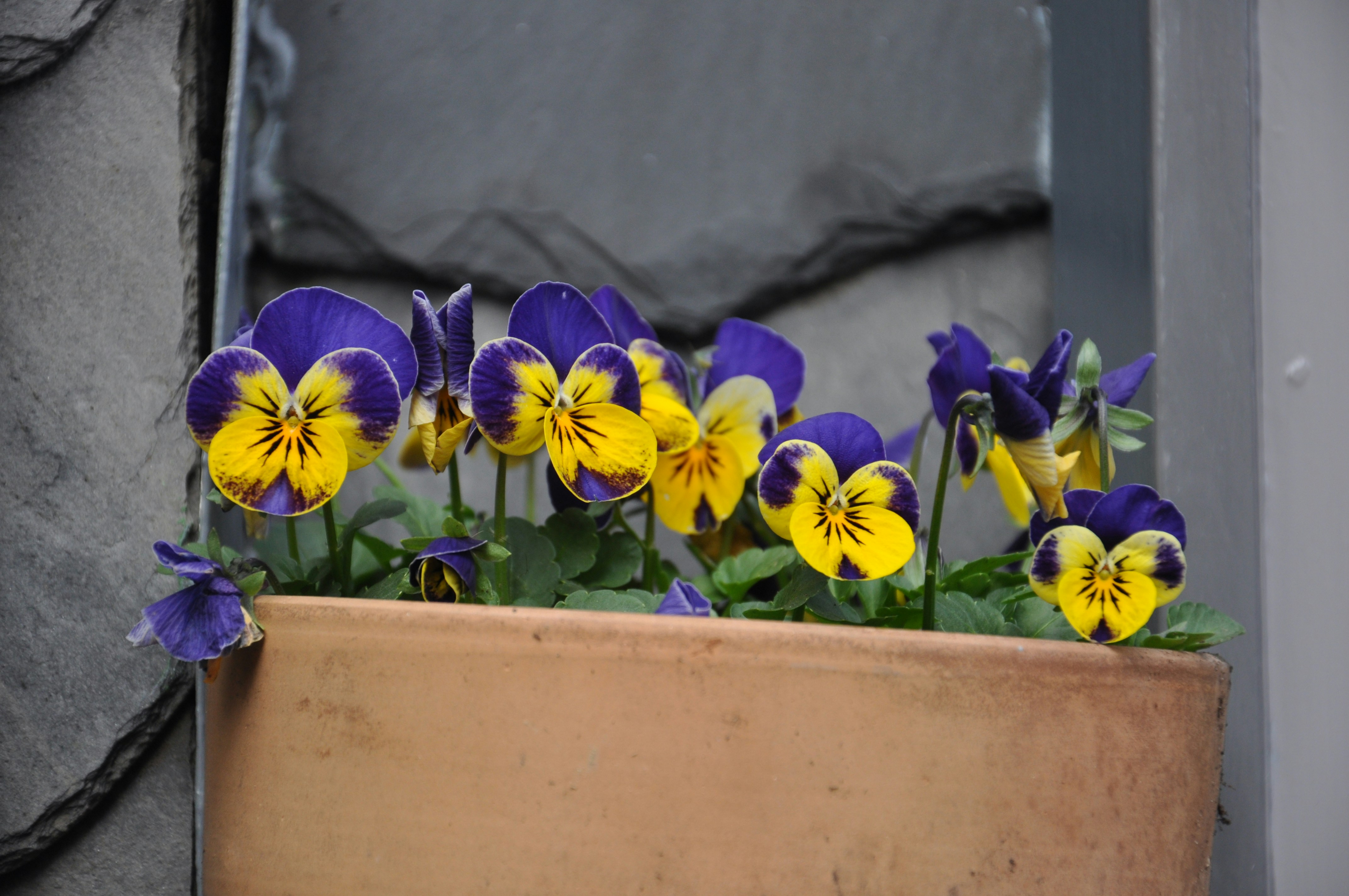 A Symphony of Color in a Terracotta Planter