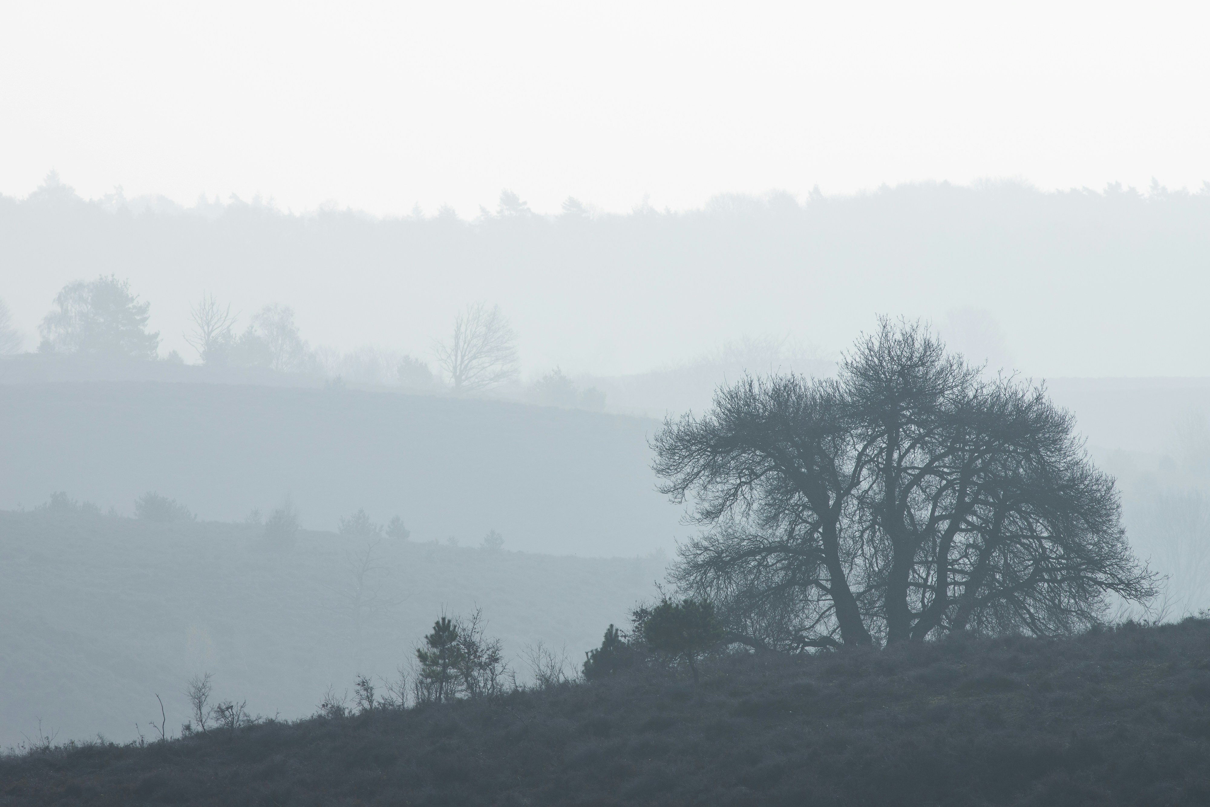 A lone tree sitting on top of a hill photo – Free Nature Image on Unsplash