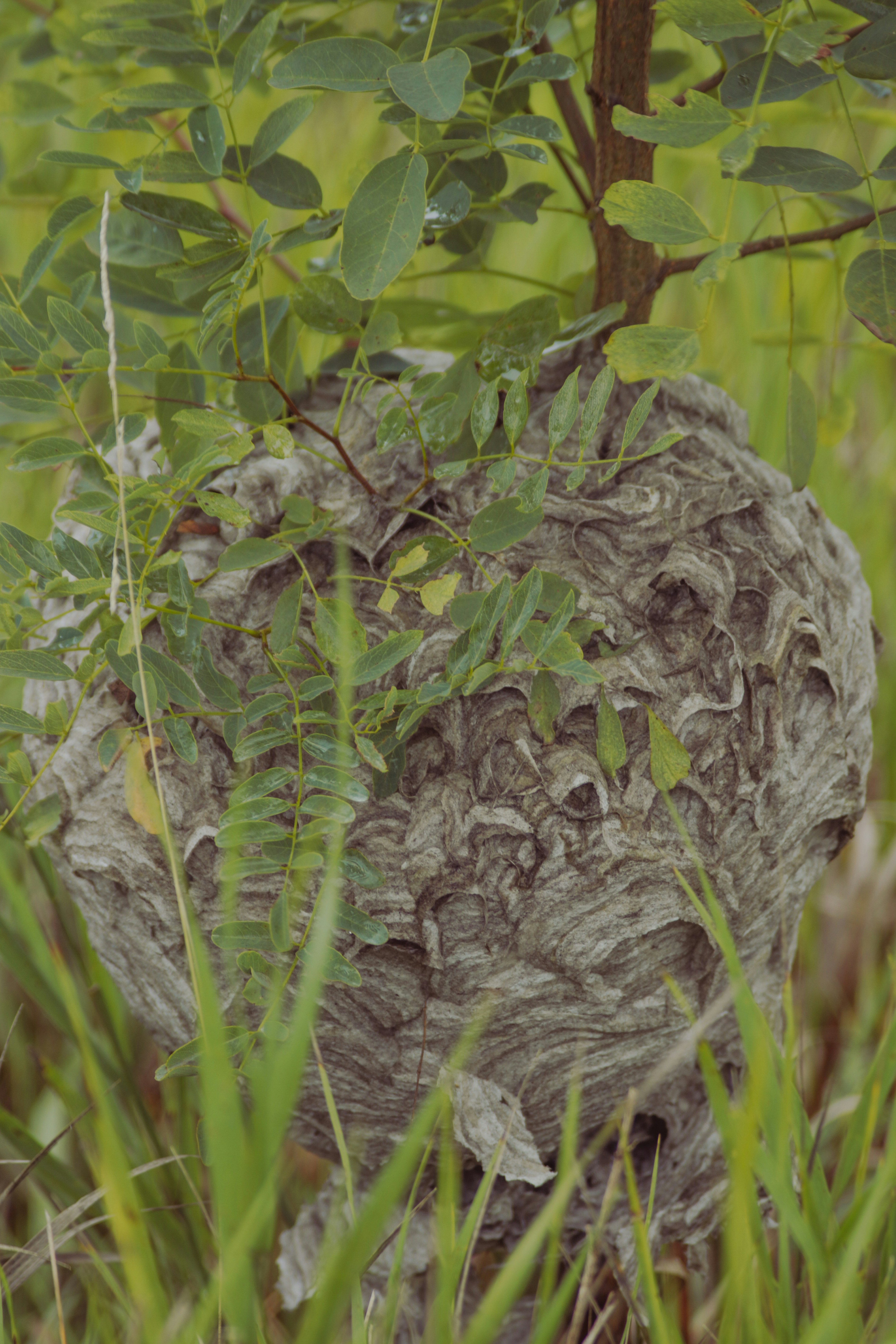 The Knot in Quiet Green: a weathered stump wrapped in vines