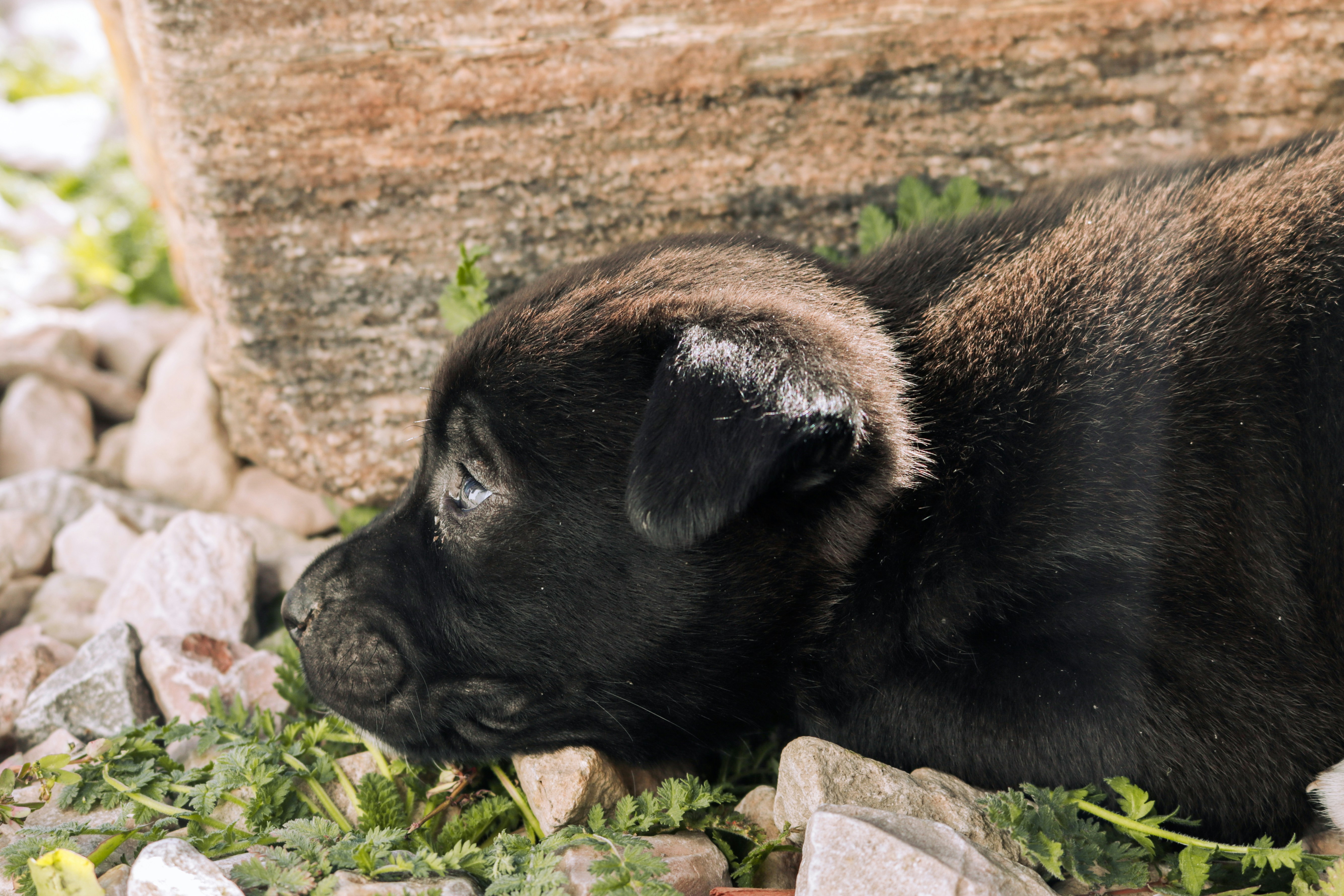 Pebble-bed Tranquility: a Black Piglet Resting by Sunlit Rocks