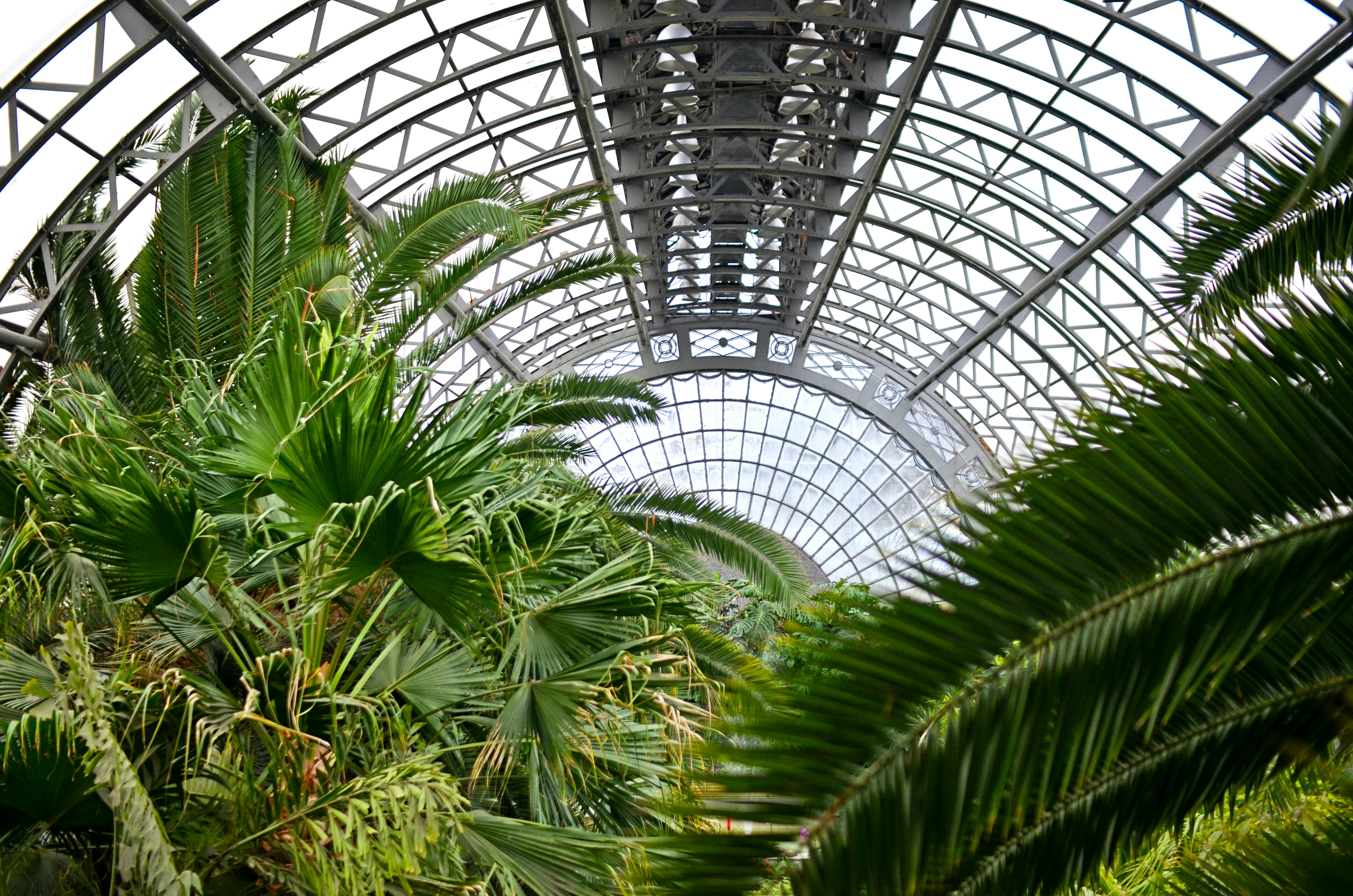 The inside of a building with lots of palm trees photo – Free Orangery ...