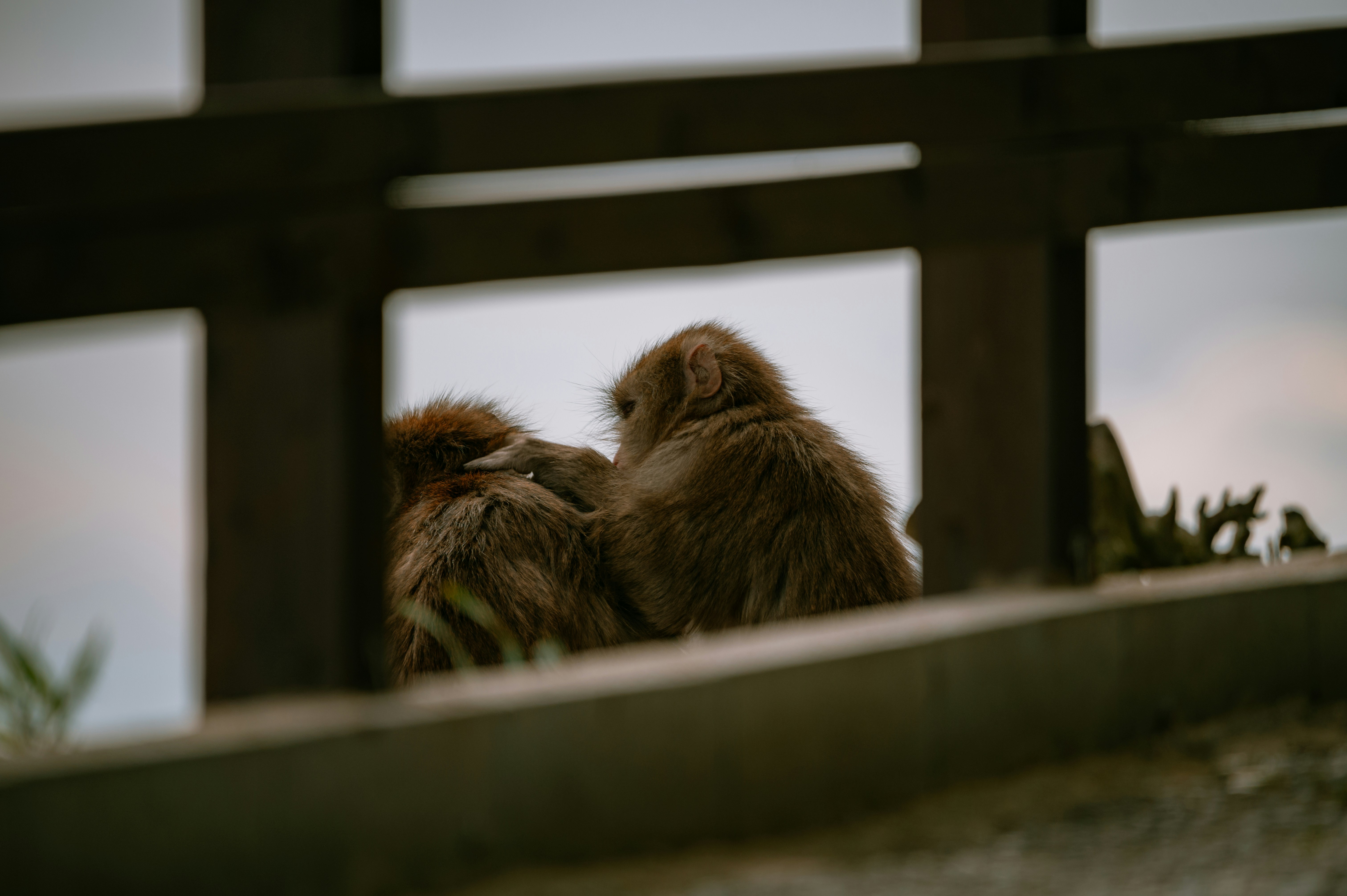 Between the Slats: Two Monkeys Huddle on a Weathered Rail