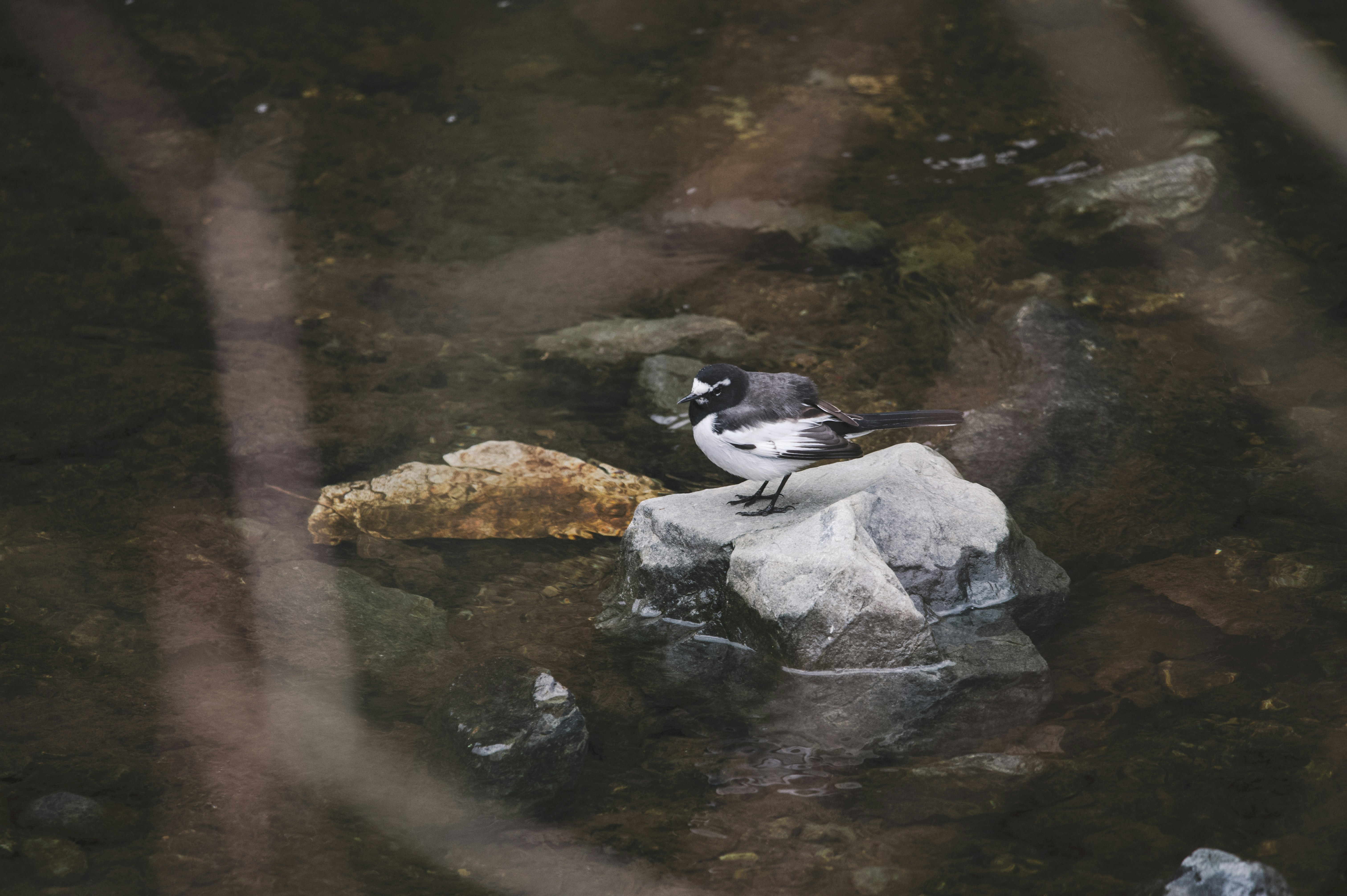 Rockbound Sentinel: Black-and-White Shorebird on a Pale Outcrop