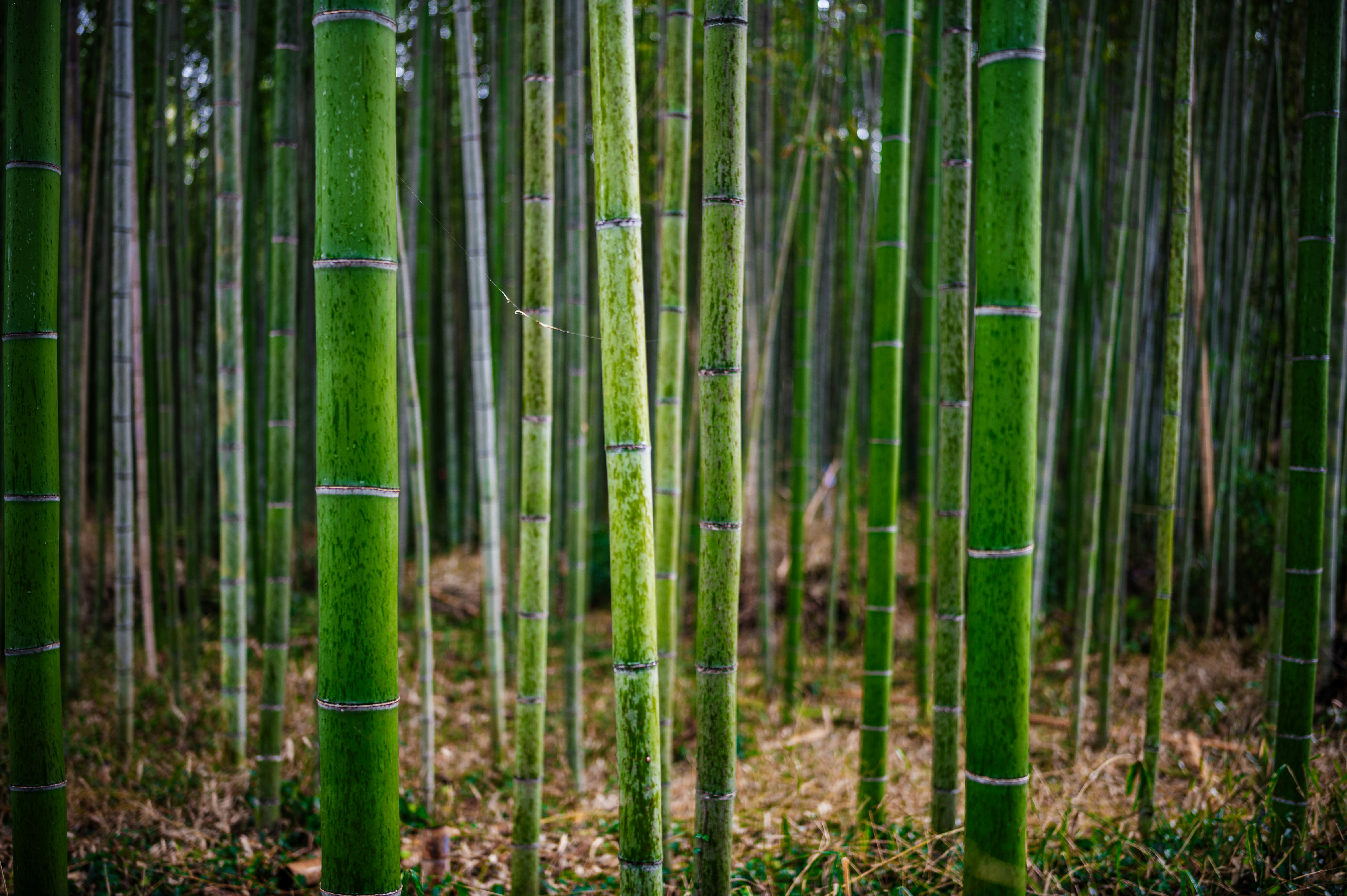 Whispers Between Green Columns: A Quiet Bamboo Corridor