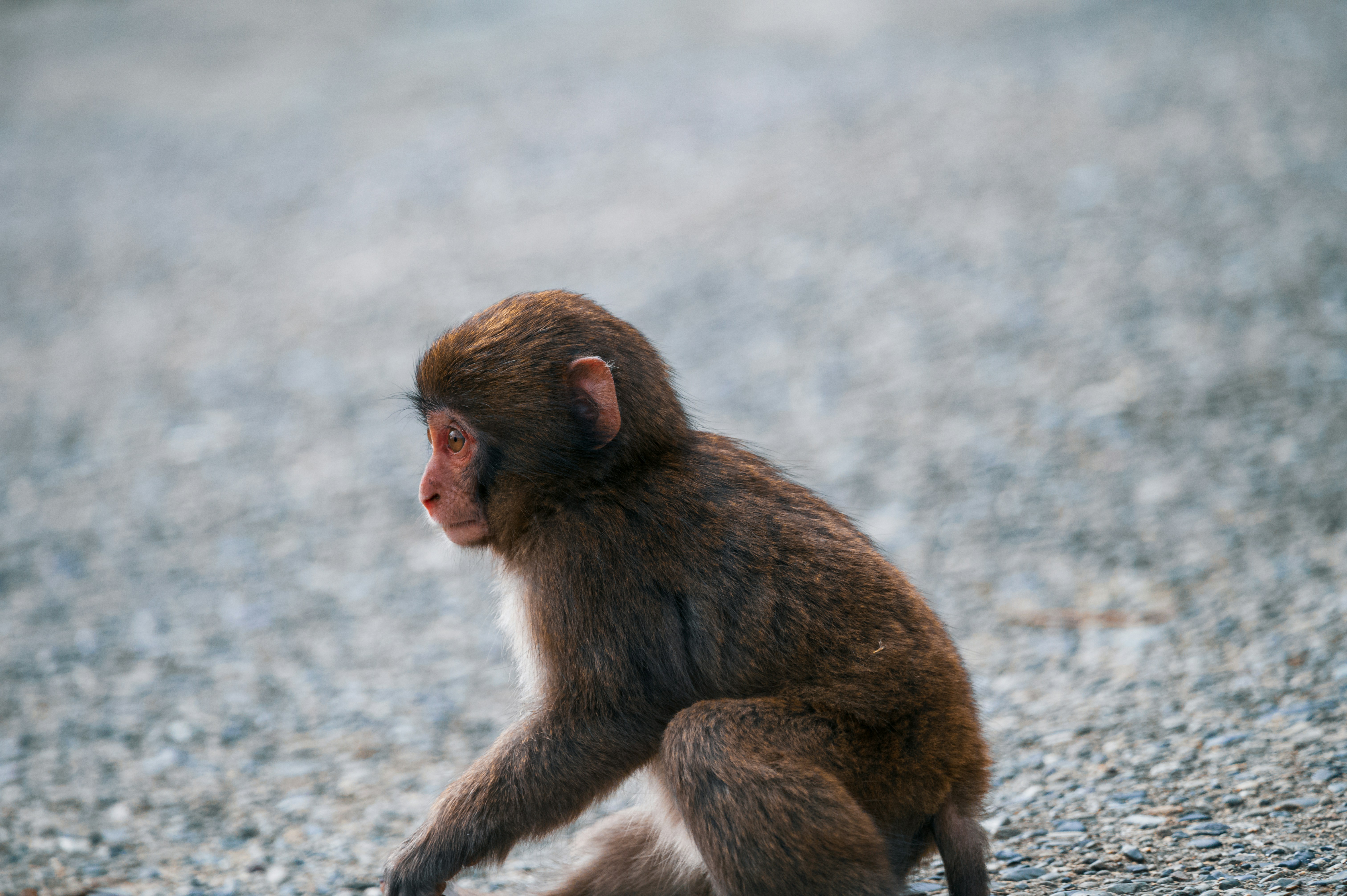 Pause on Pebbles: A juvenile macaque's quiet moment
