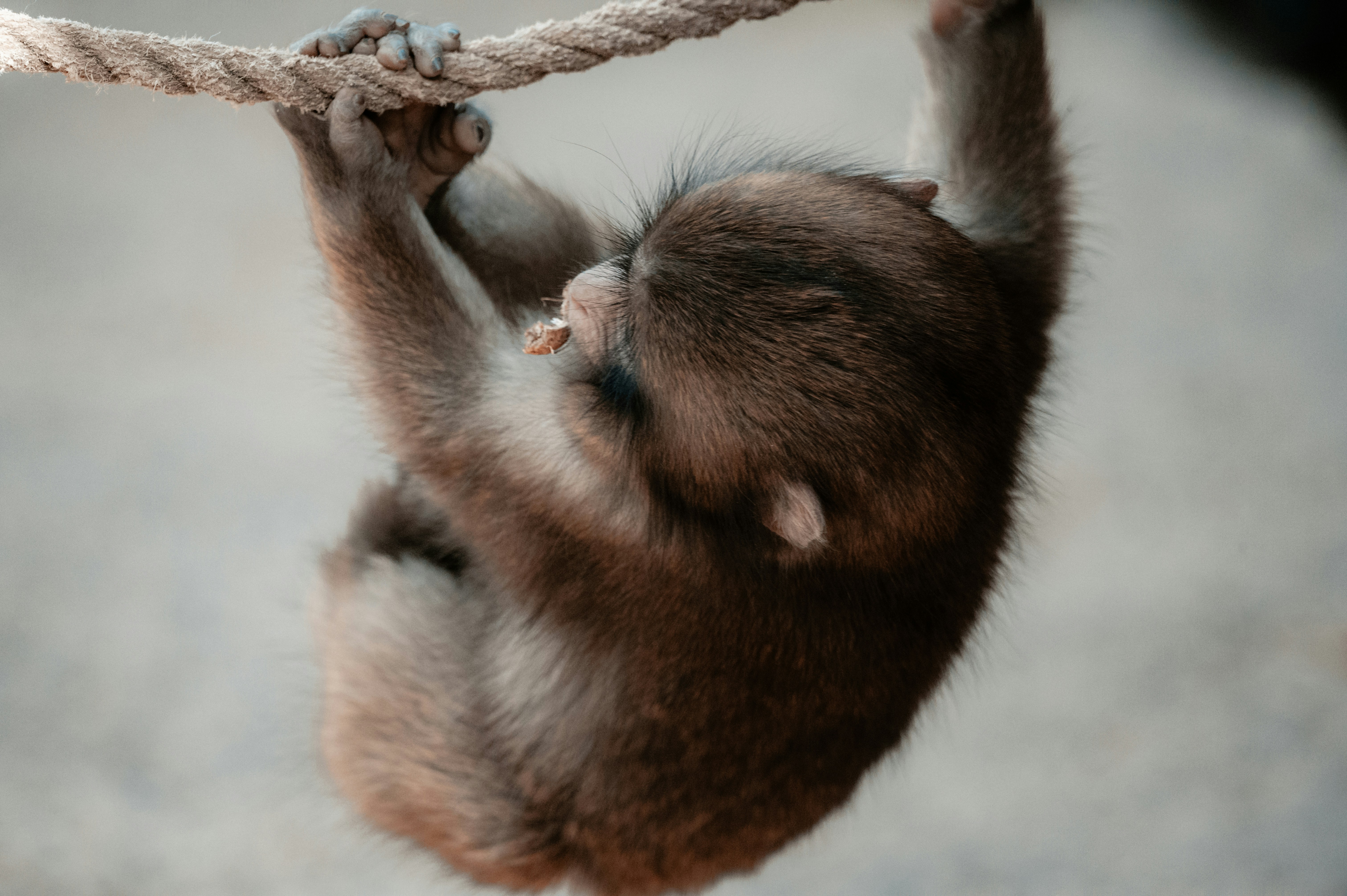 Foto Un mono colgando boca abajo de una cuerda – Imagen Animal gratis ...