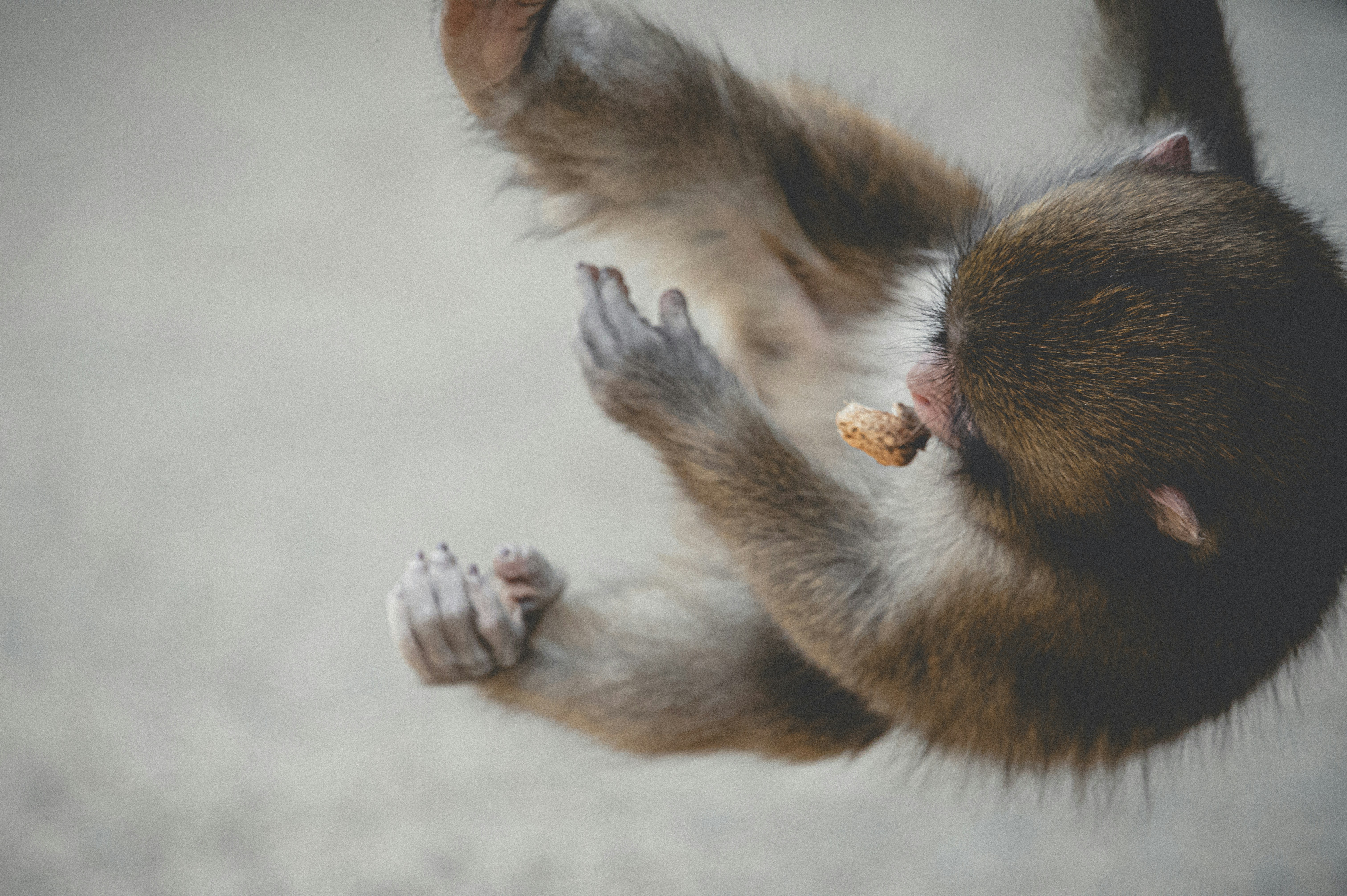 Foto Un mono con un pedazo de comida en la boca – Imagen Mono gratis en ...