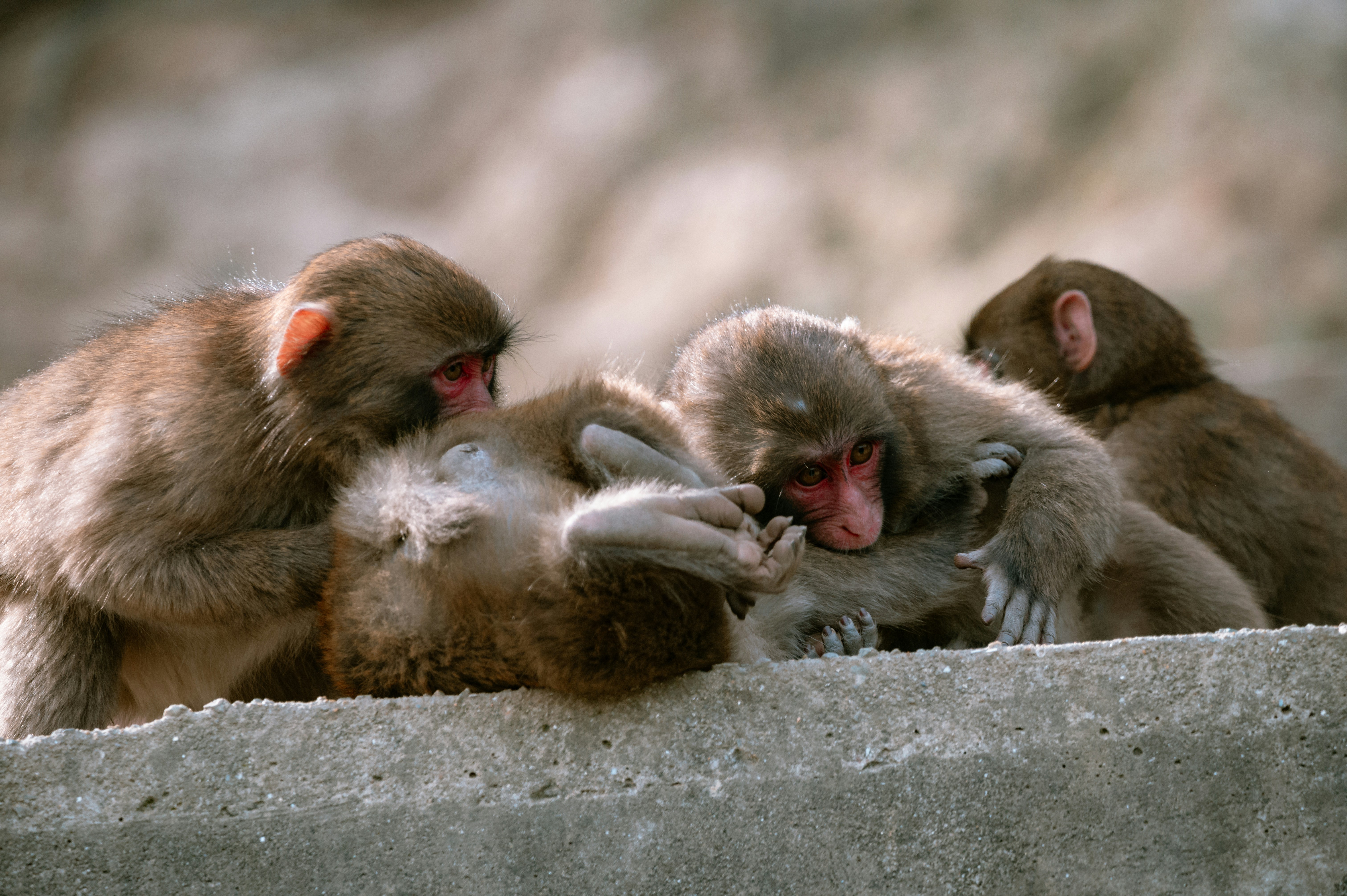 Morning grooming on a gritty concrete ledge: Japanese macaques share a tender moment