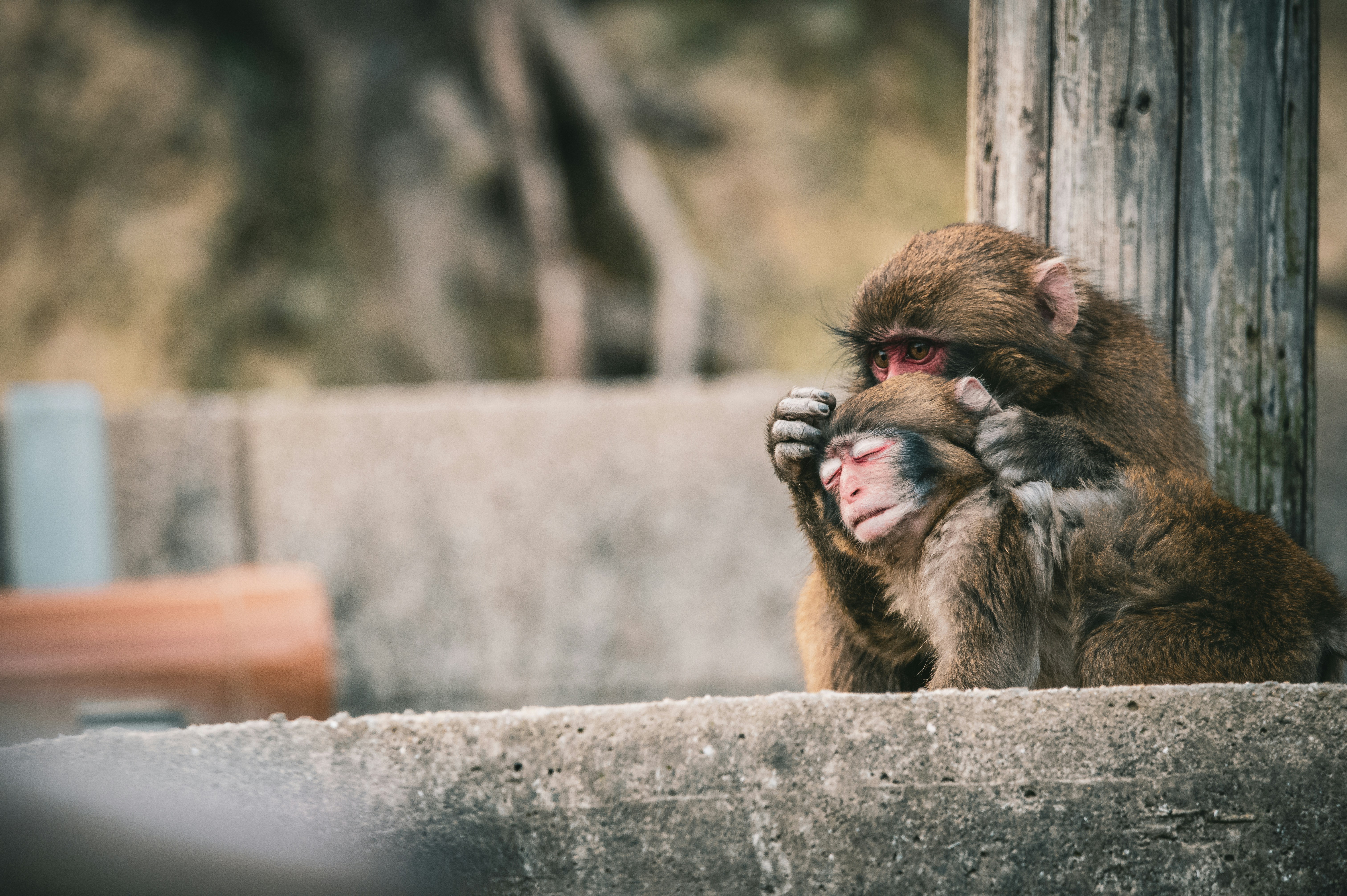 Contemplative macaque on a sunlit ledge, ears cupped in quiet focus