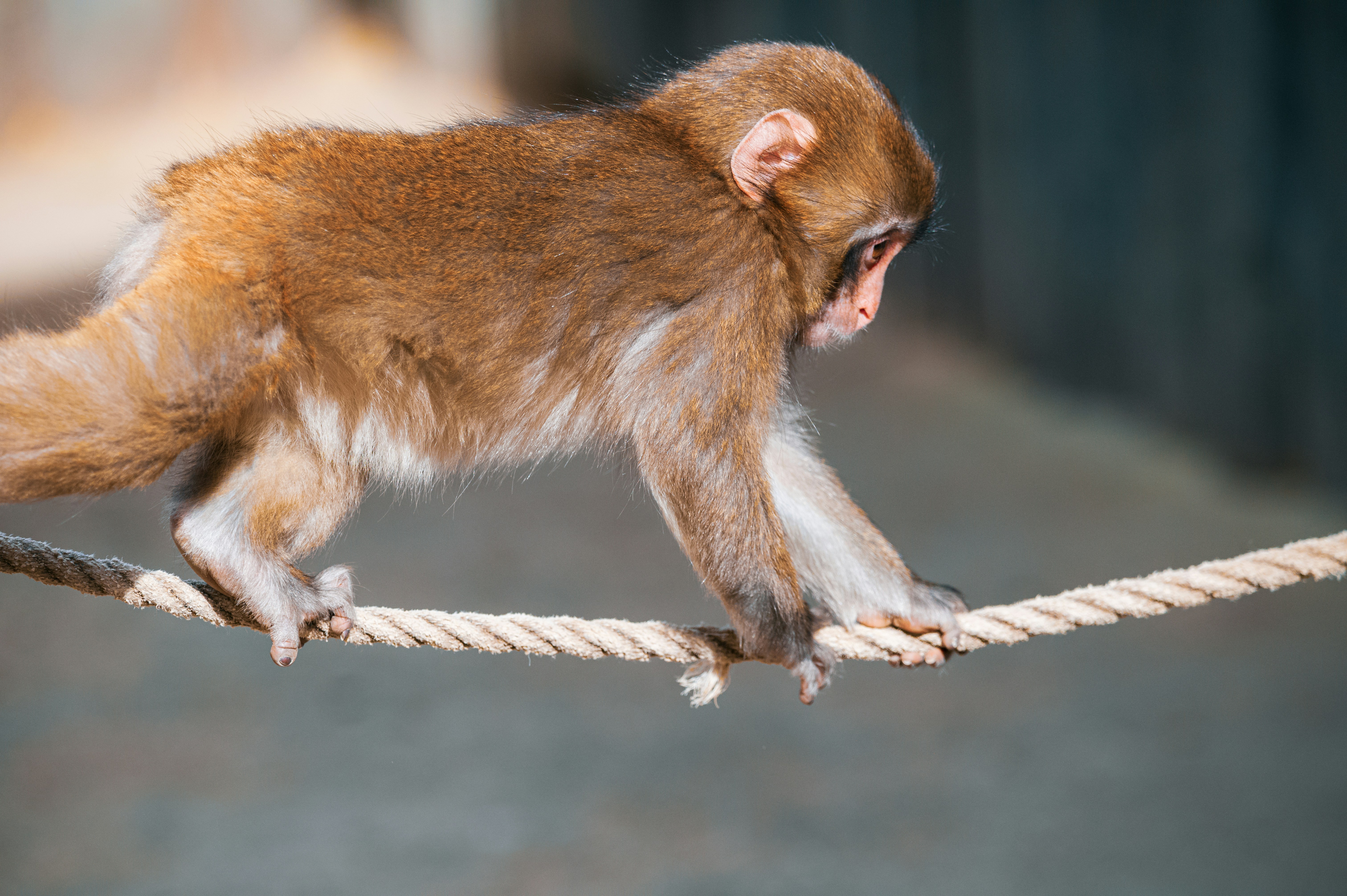 Tiny Acrobat on a Rope: A Curious Monkey in Focus