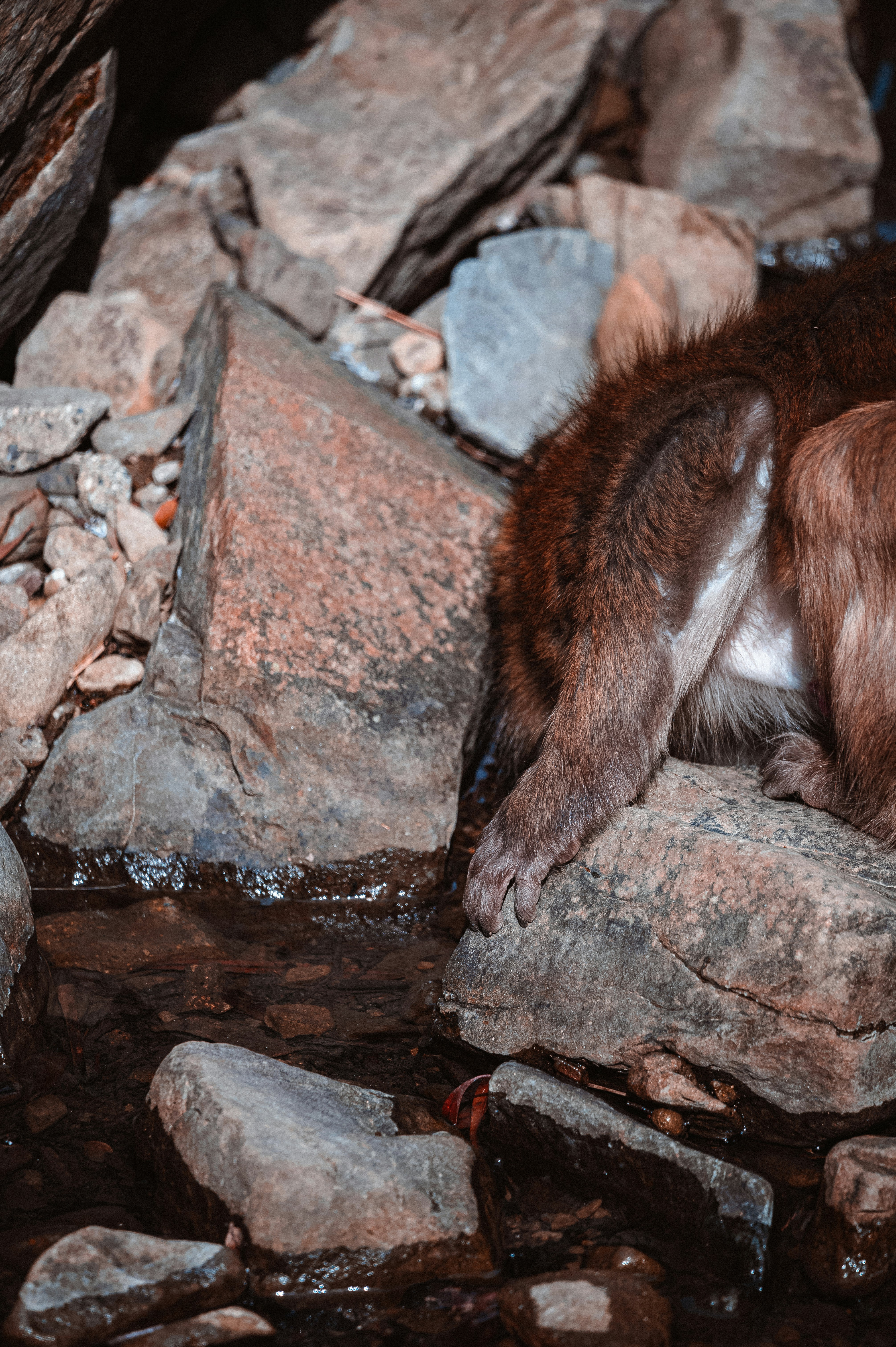 Paused Among Stone: A Dog Resting on Jagged Rocks by a Dark Pool