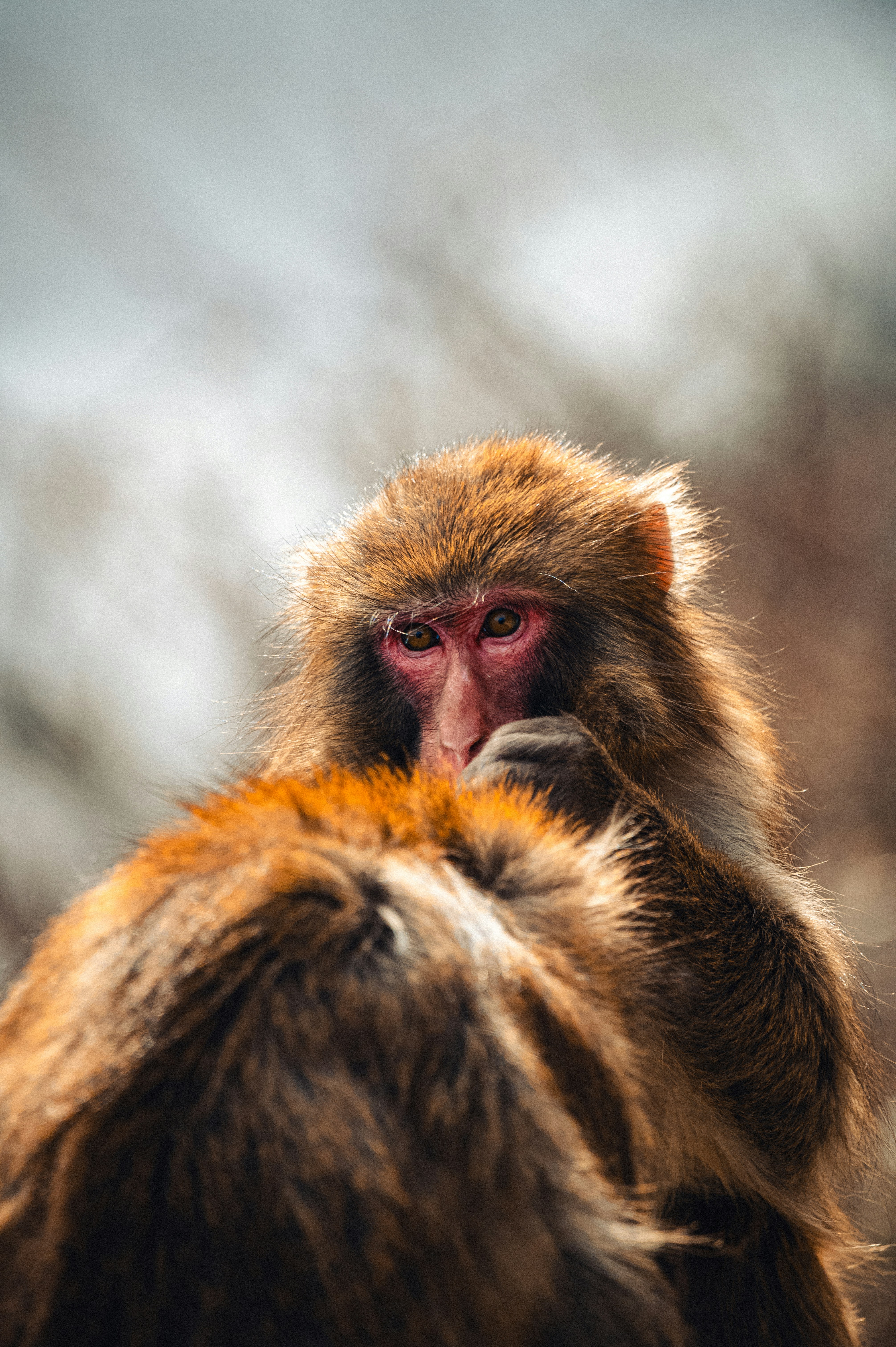 A close up of a monkey with a blurry background photo – Free Animal ...