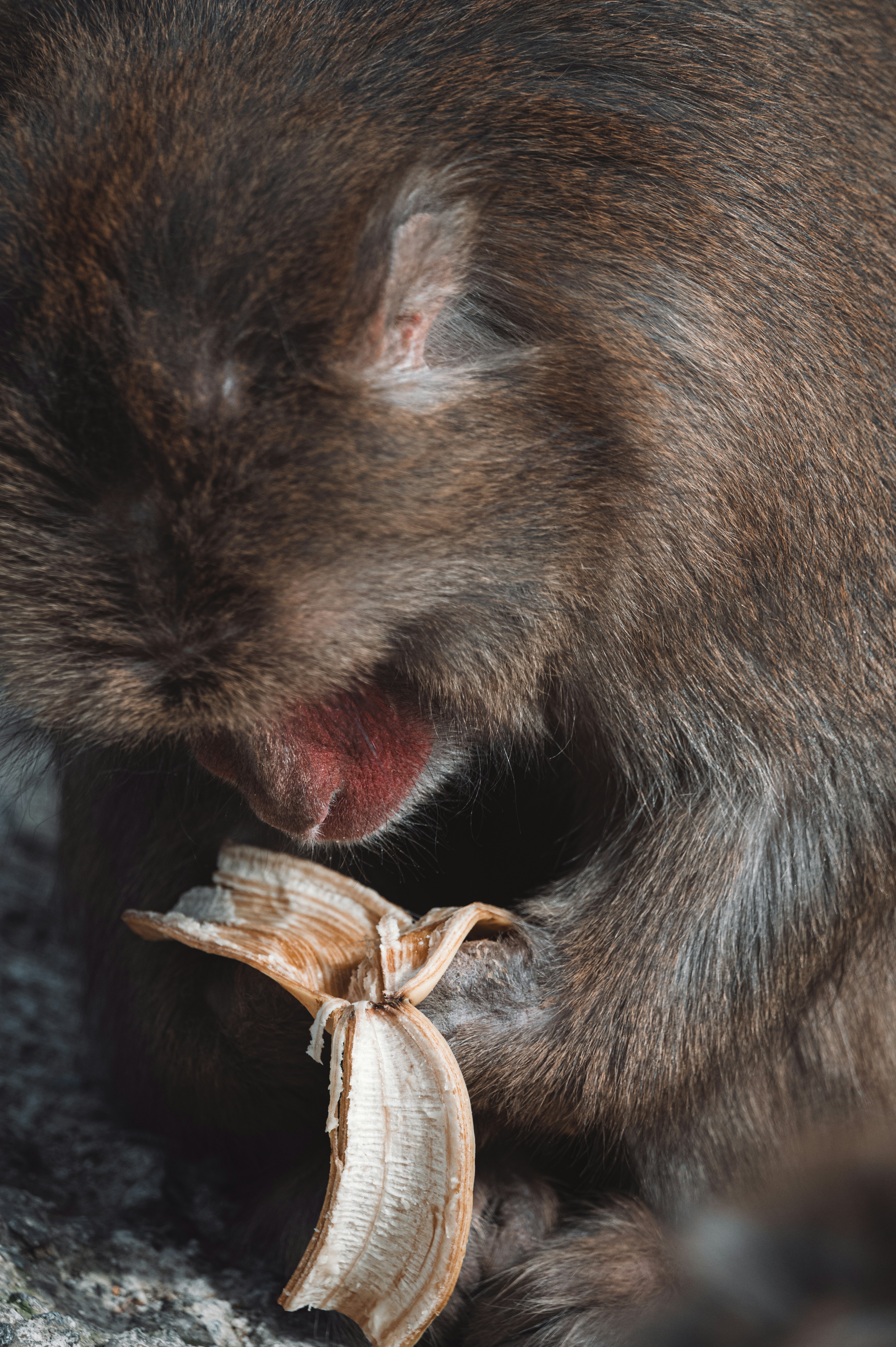 Foto Un oso pardo comiendo un plátano en el suelo – Imagen Fauna ...