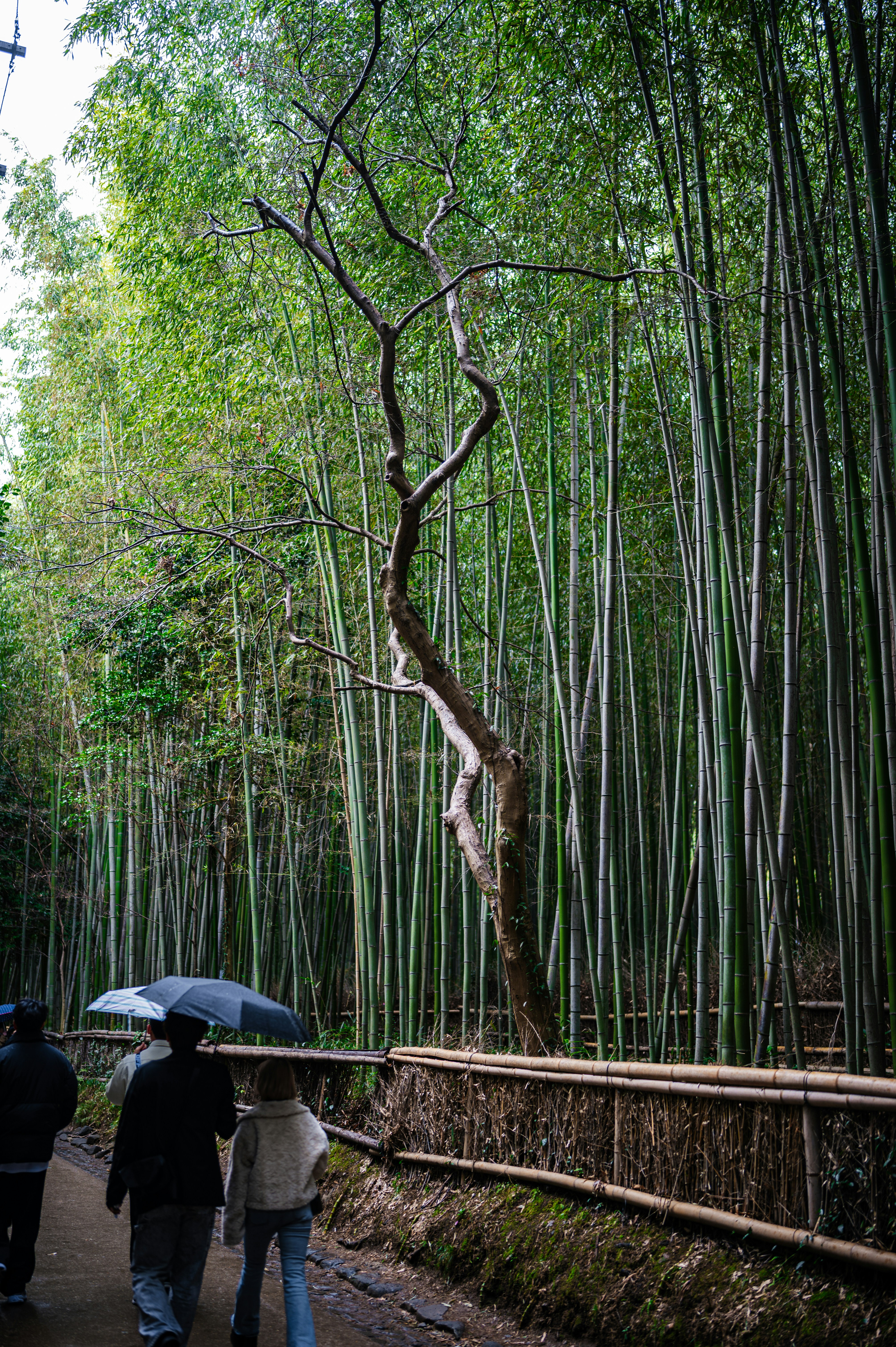 Bent Sentinel Amid a Bamboo Corridor