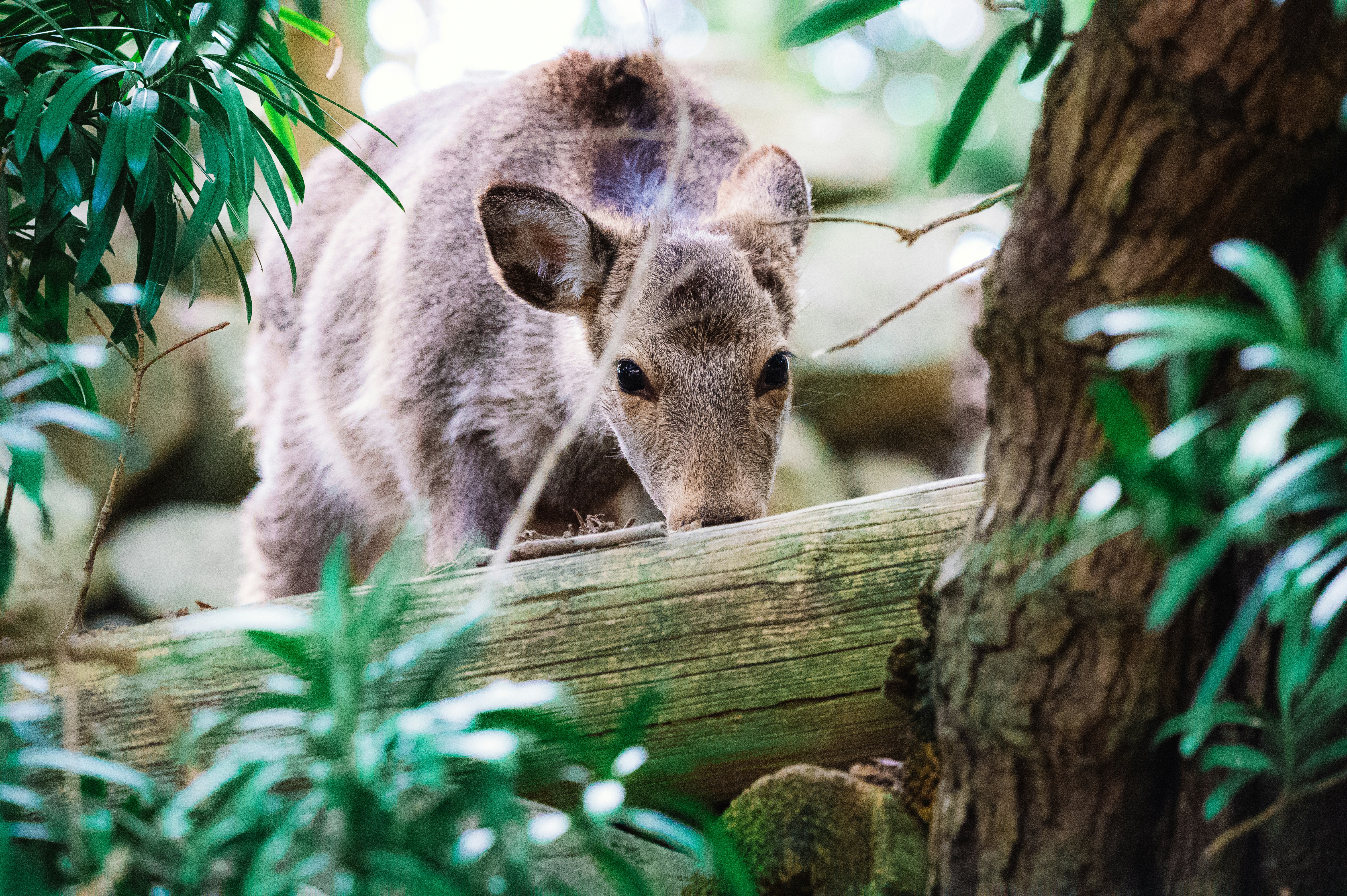 Mossy Log Gaze: A Quiet Forest Encounter