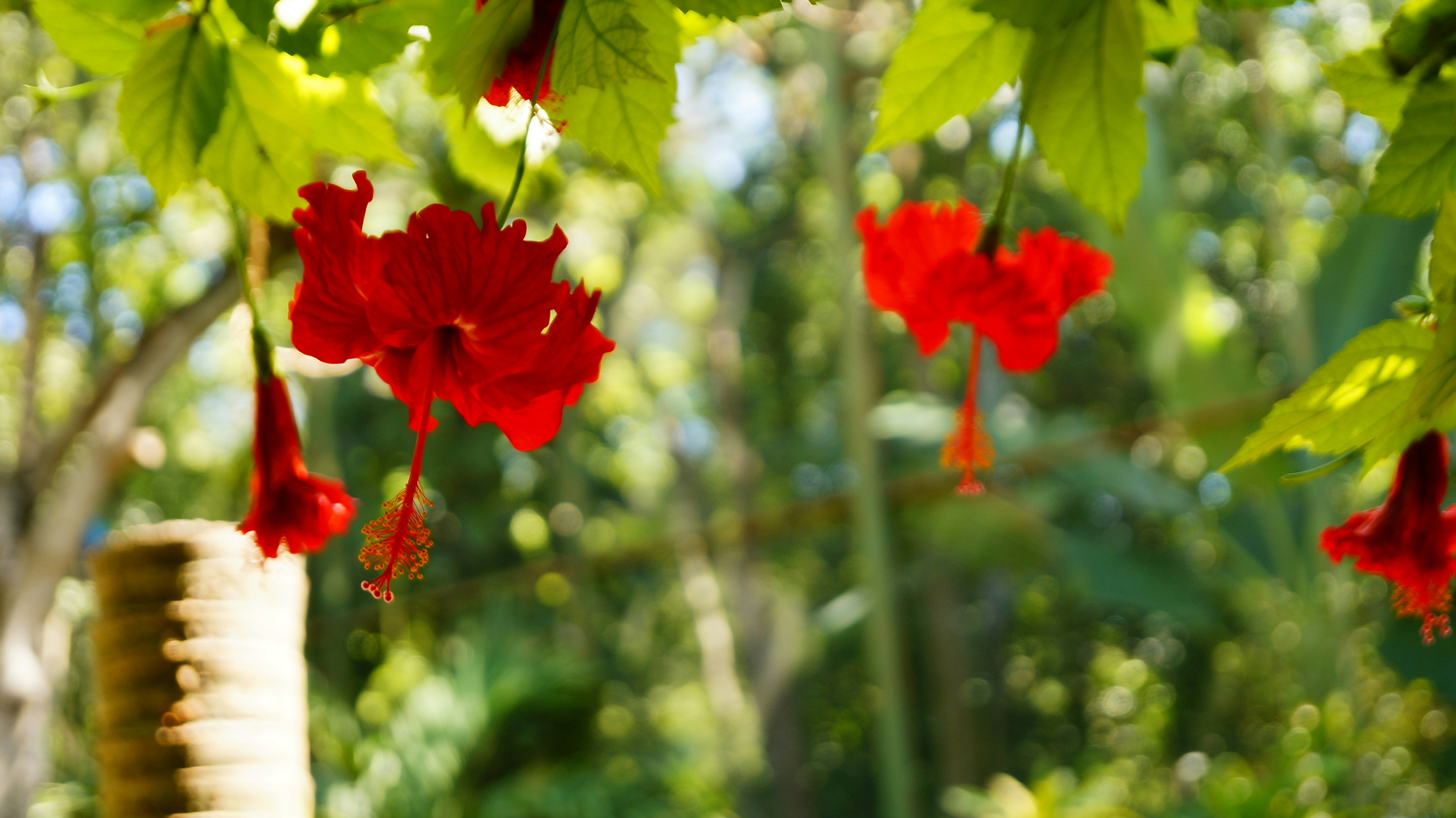 Foto Un ramo de flores rojas colgando de un árbol – Imagen México ...