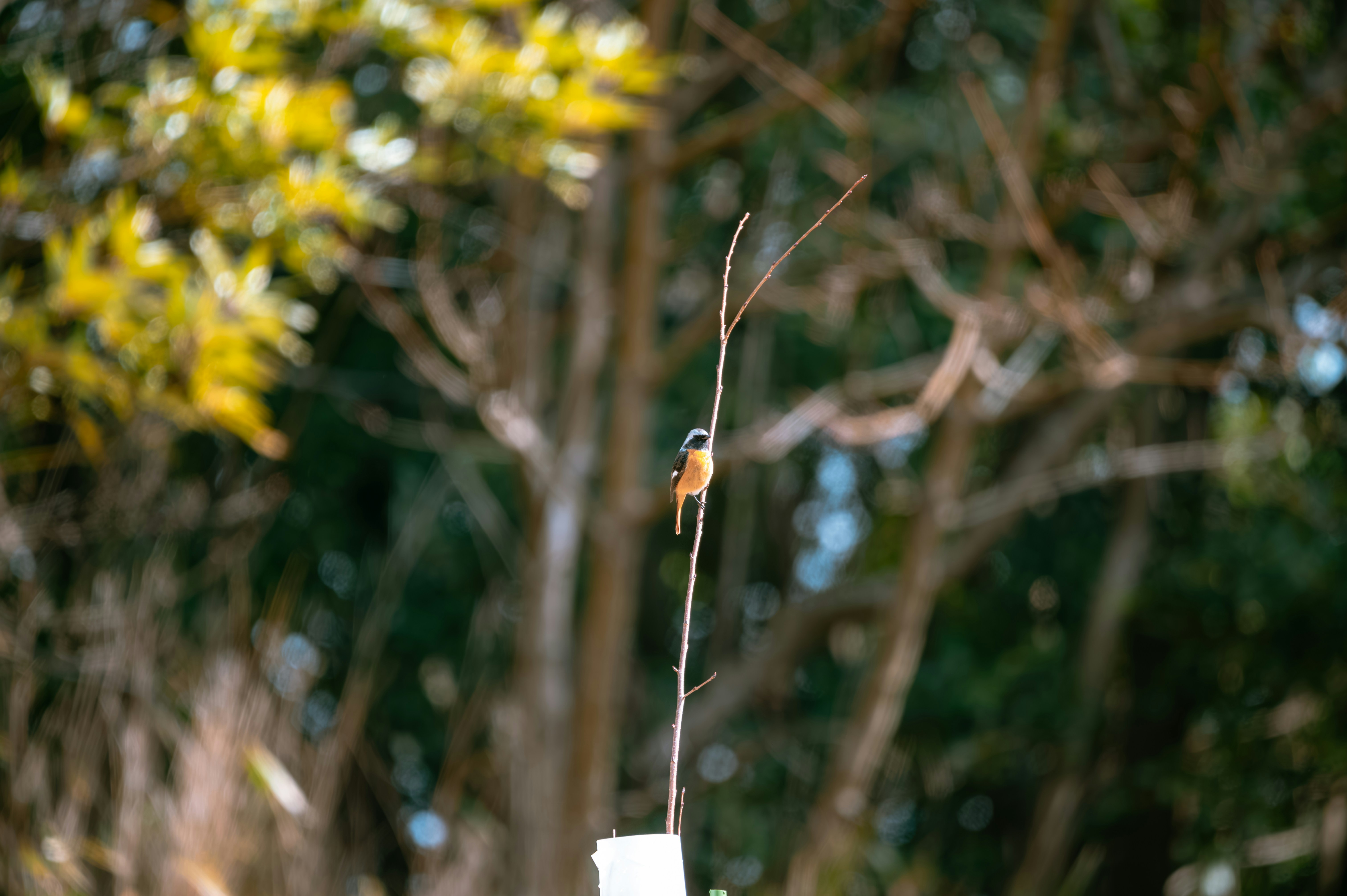 Tiny Thrush on a Needle: a Moment of Solitude in Sunlit Green