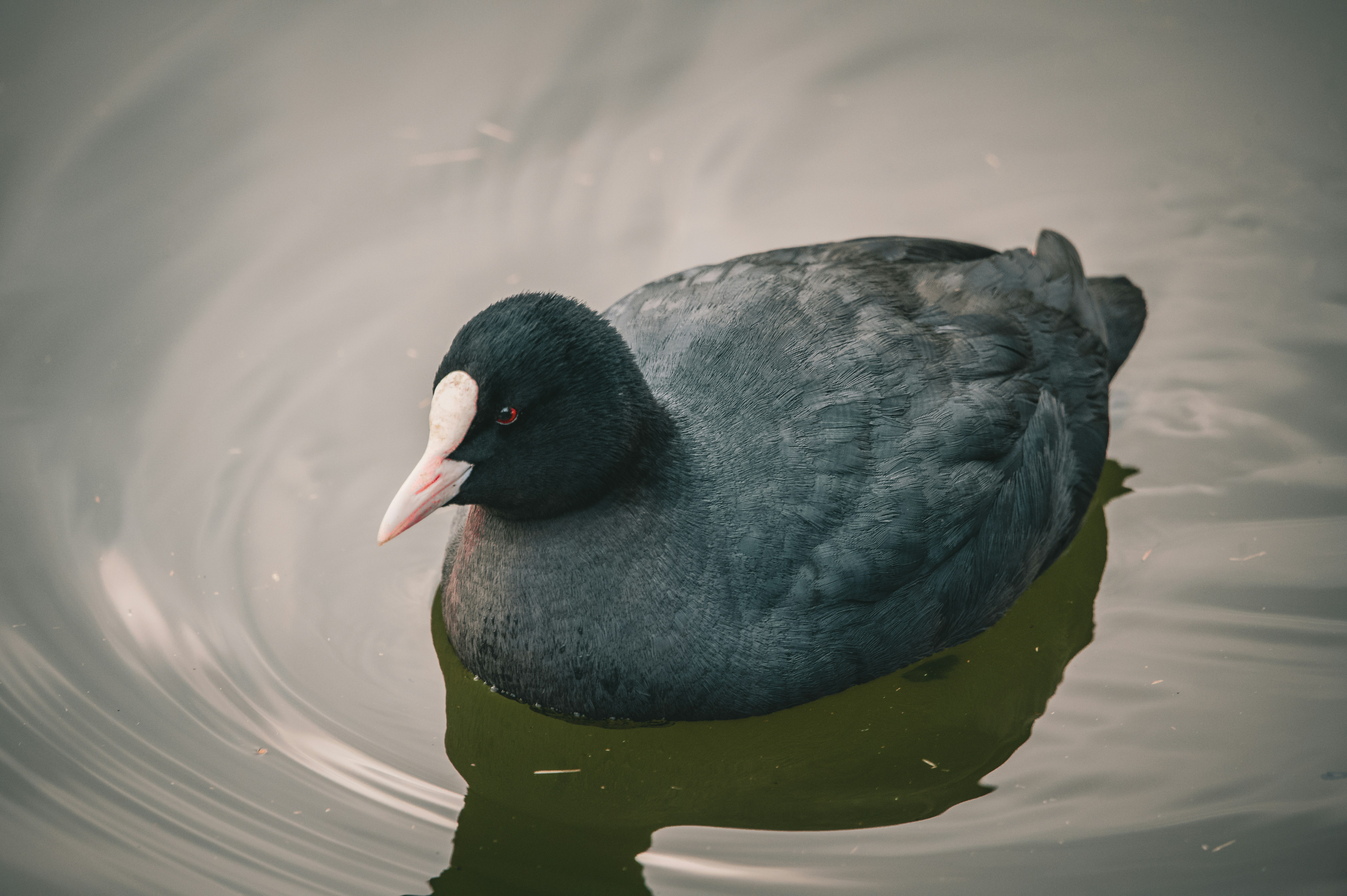 Midday Glide: A Black Duck Drifts Past Quiet Ripples