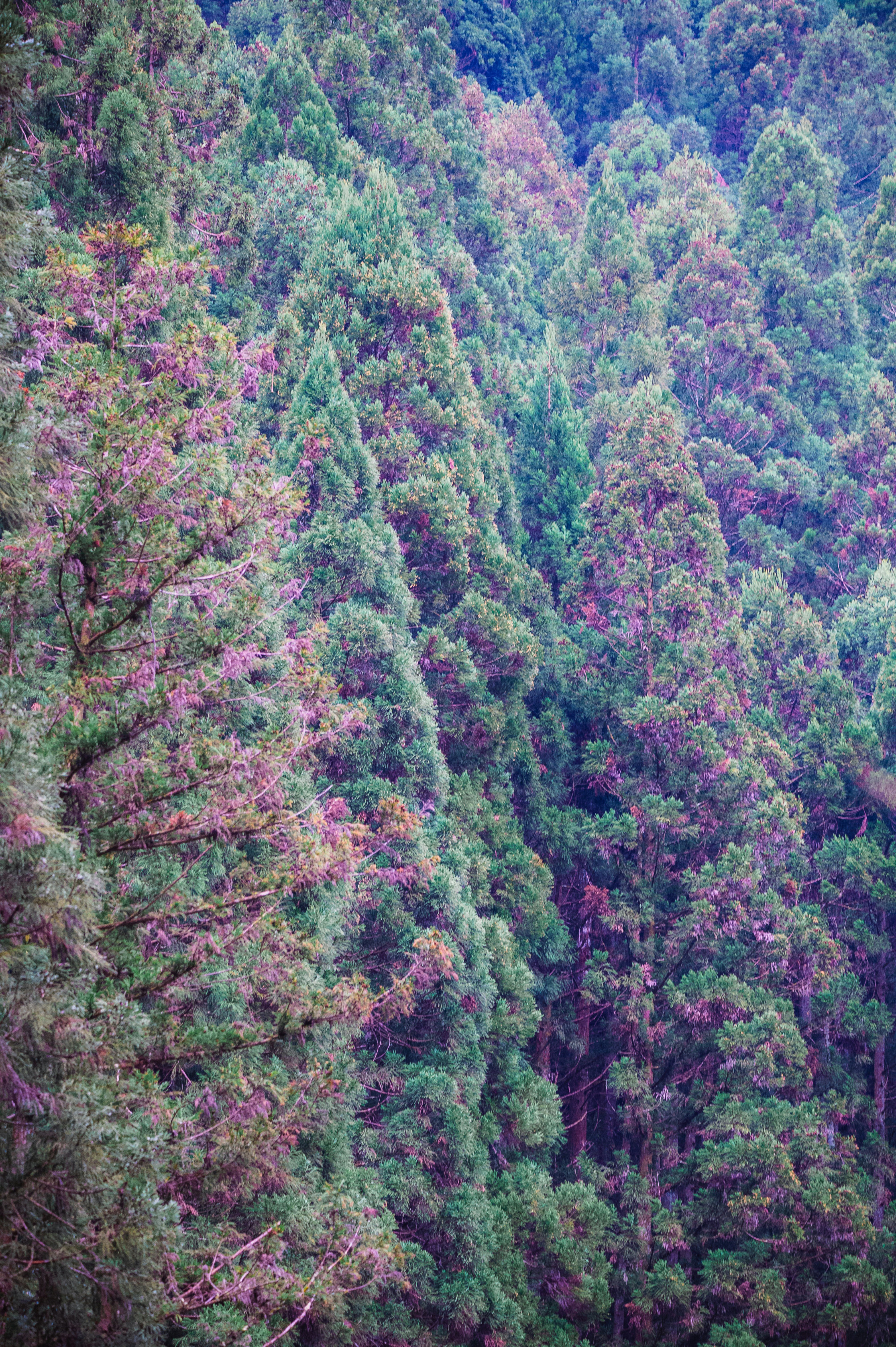 Verdant Ridge: A Quiet Canopy Panorama