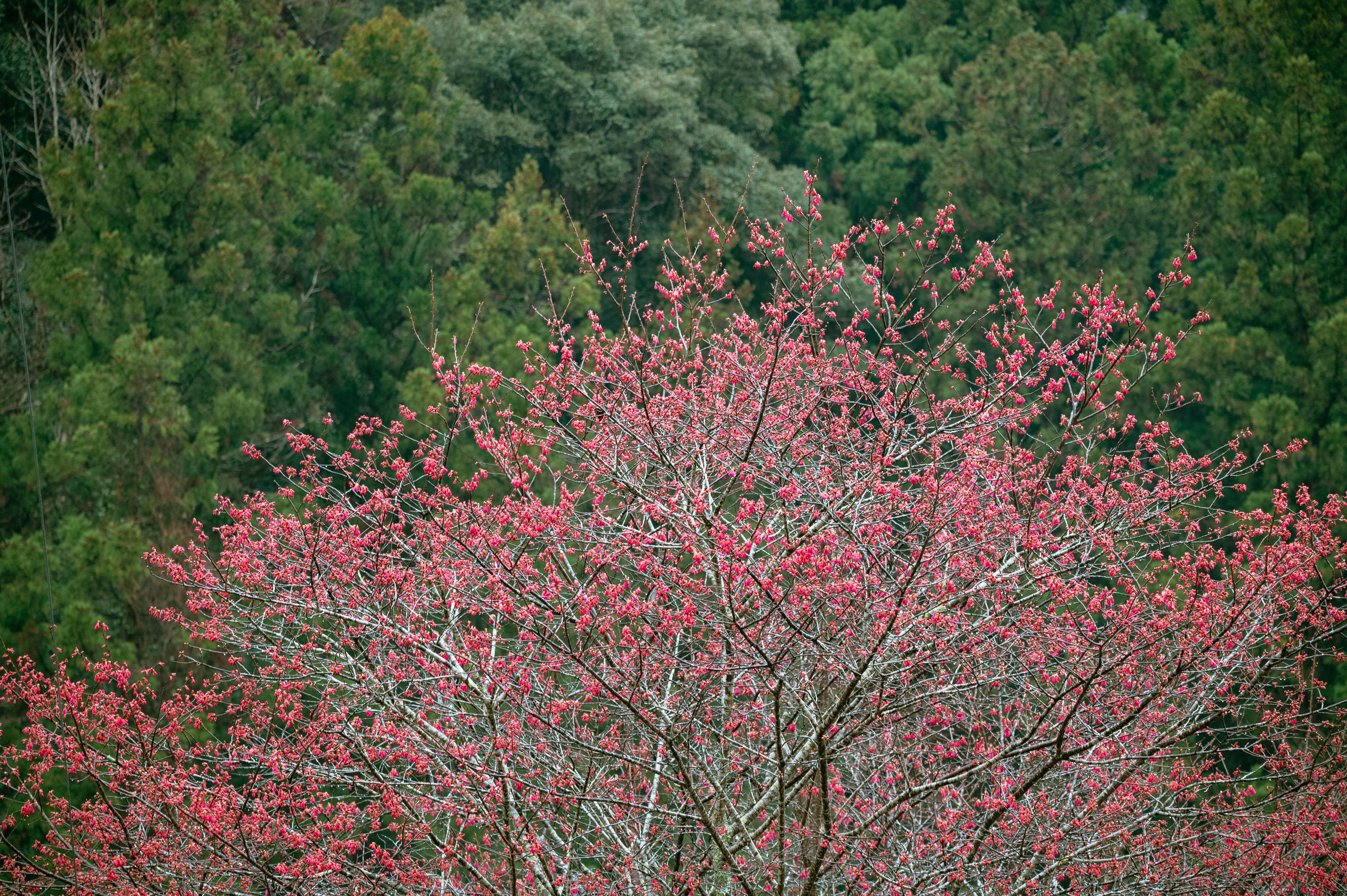 Petal Crown Over Pinegreen Horizon