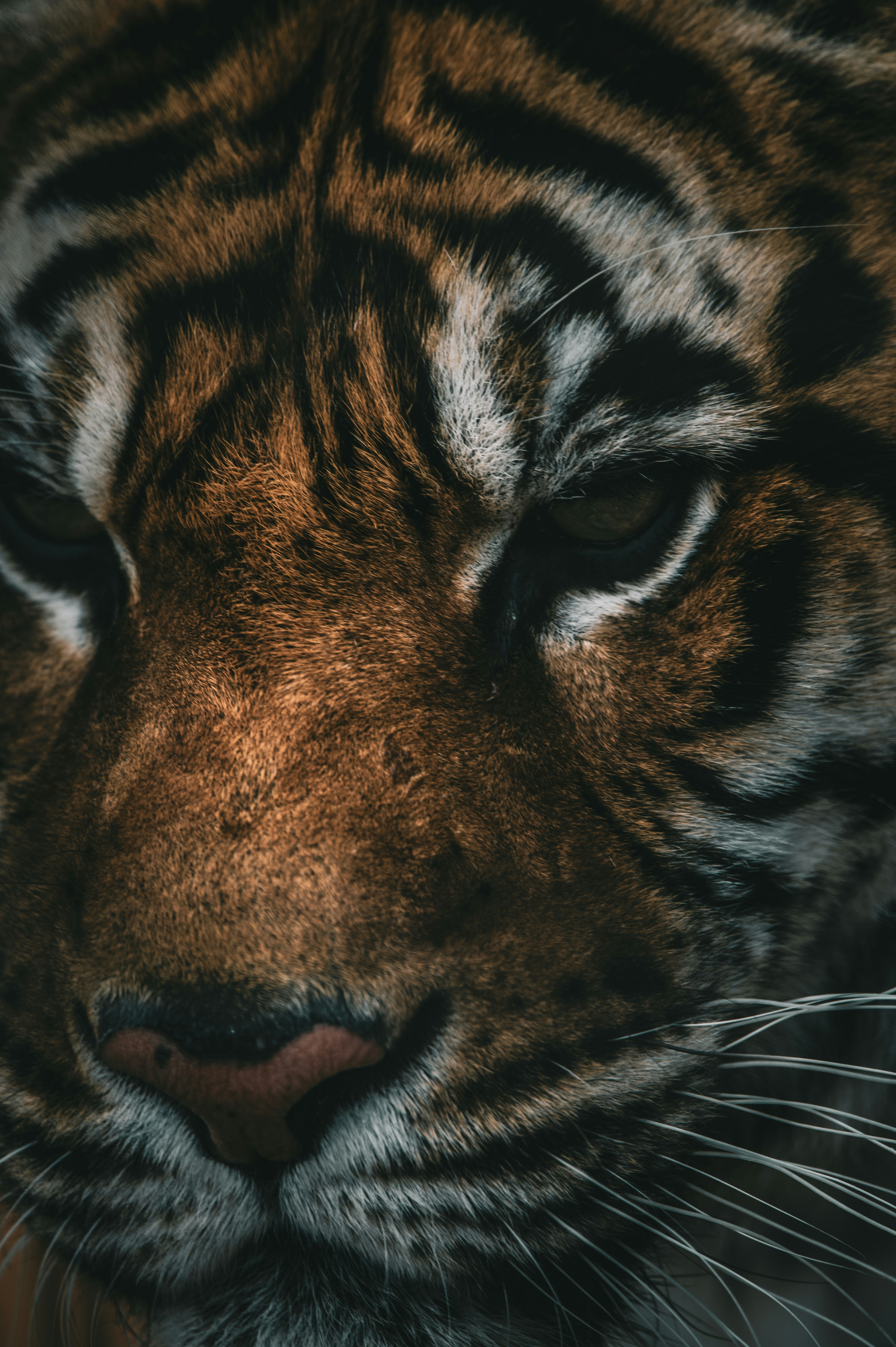 A close up of a tiger's face with a blurry background photo – Free ...