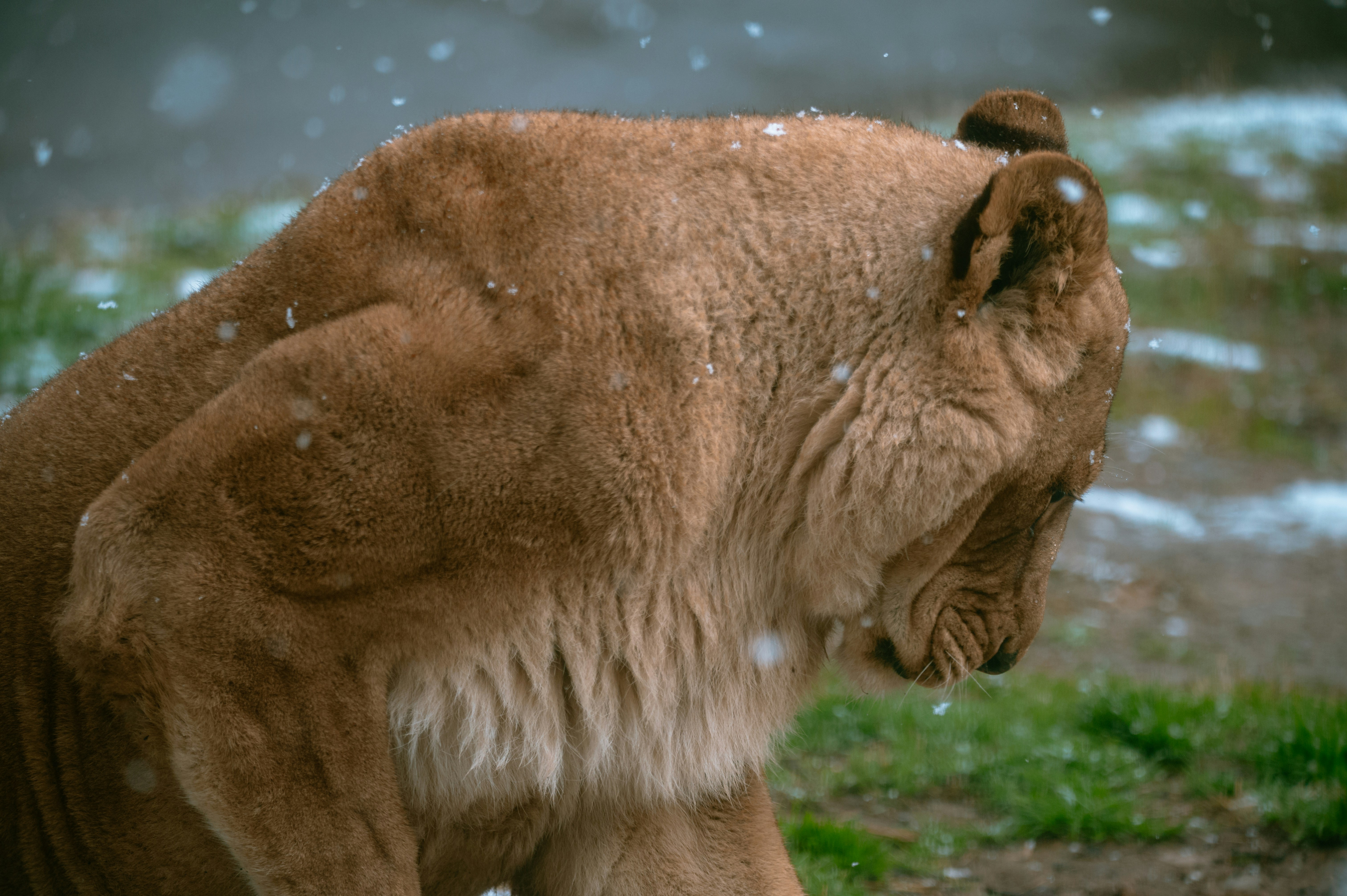 Winter's Quiet Pause: A Camel Stands in Snow