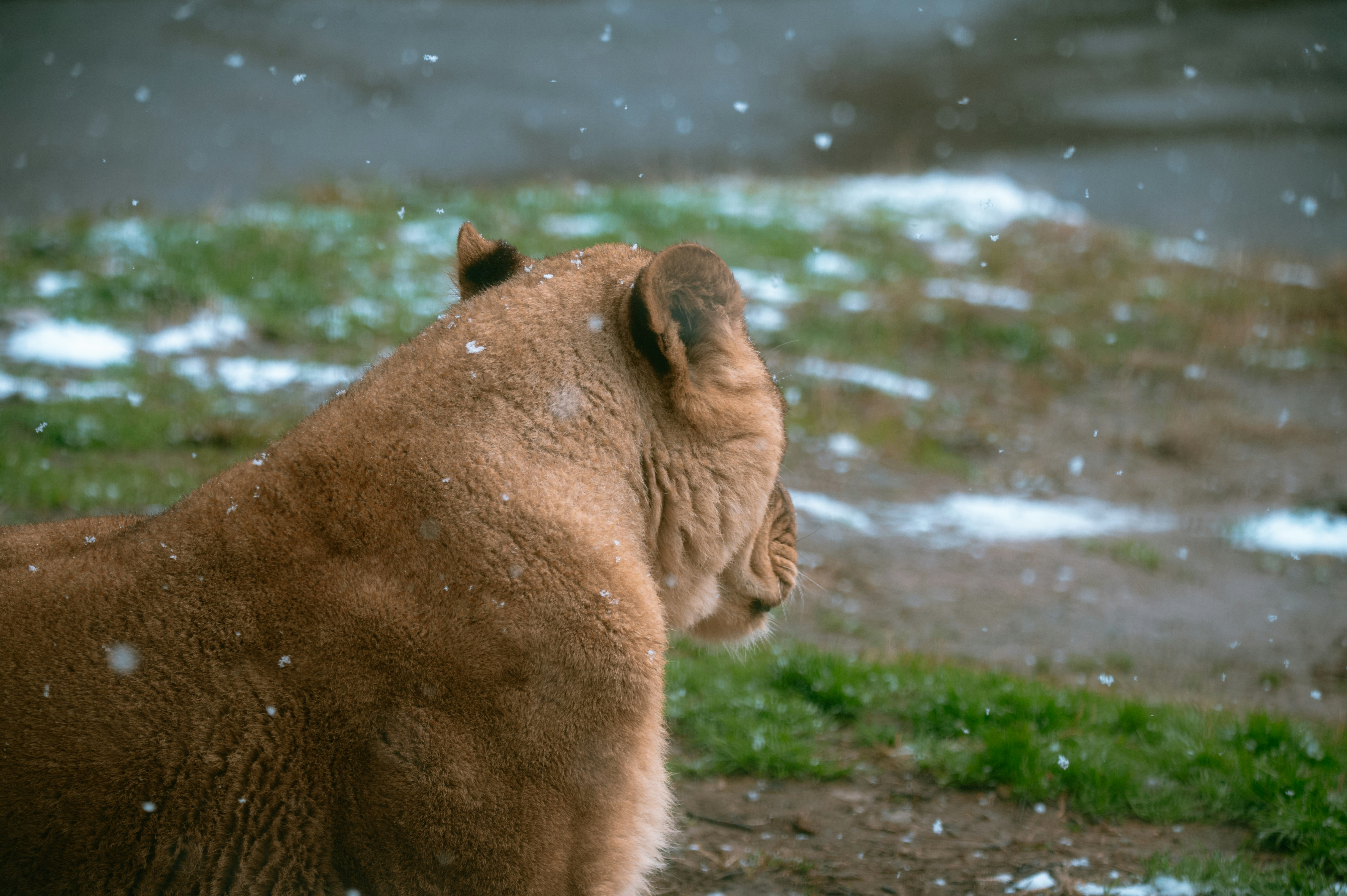 Winter Quiet: A Lioness Passes Beneath Falling Snow