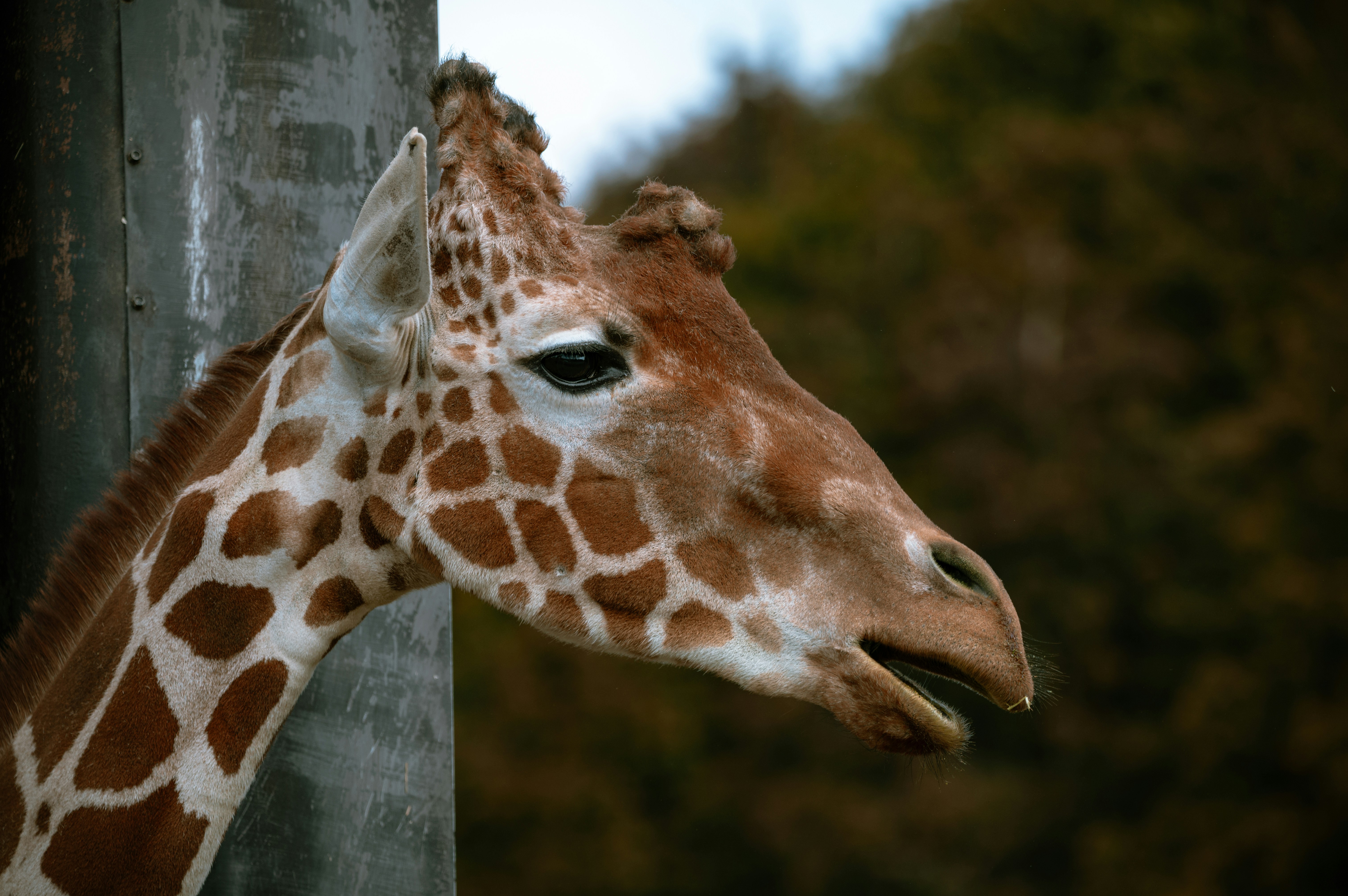 Giraffe in Profile: Quiet Gaze Beyond the Weathered Post