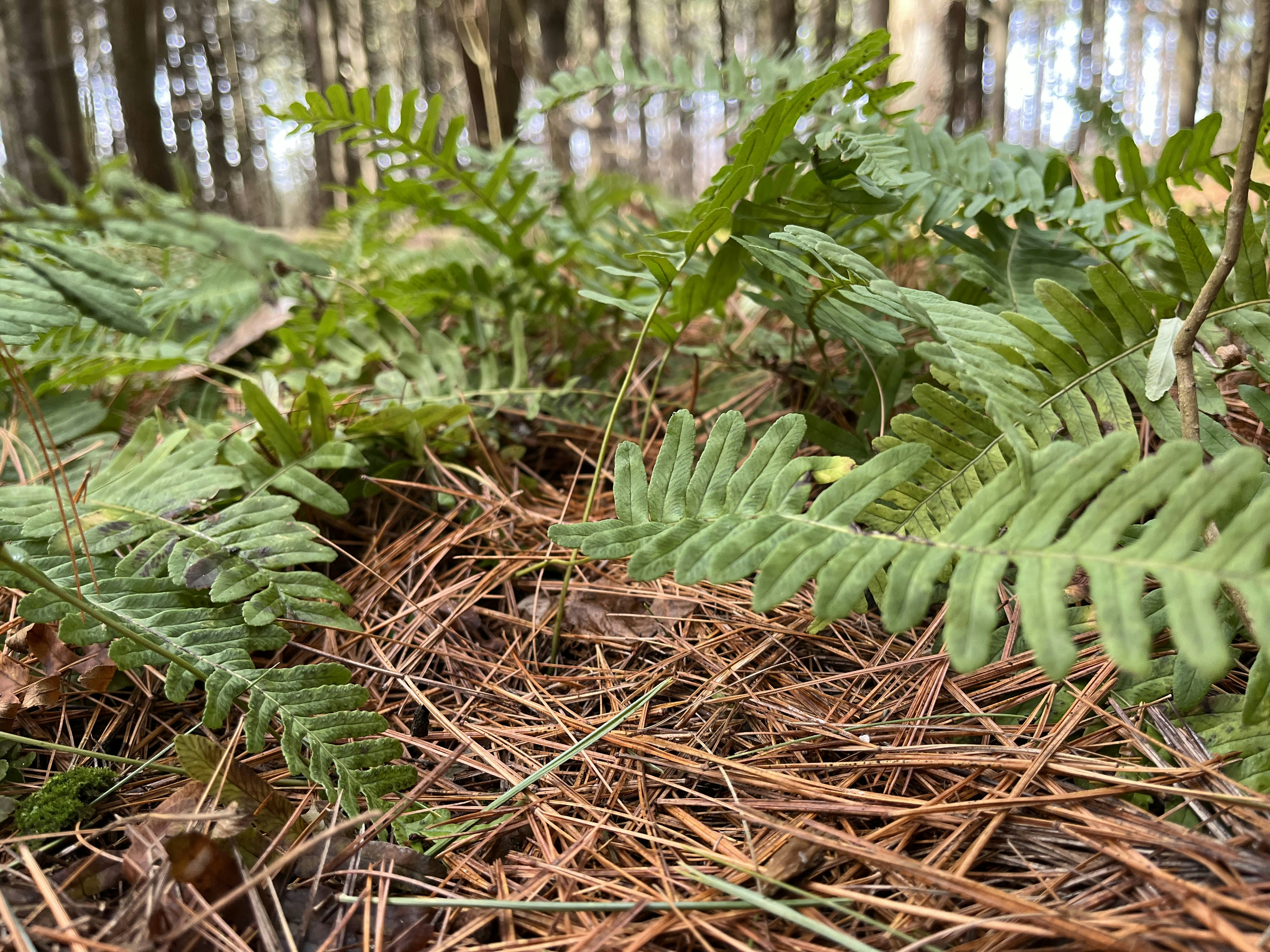 Fern floor beneath a pine-needle canopy