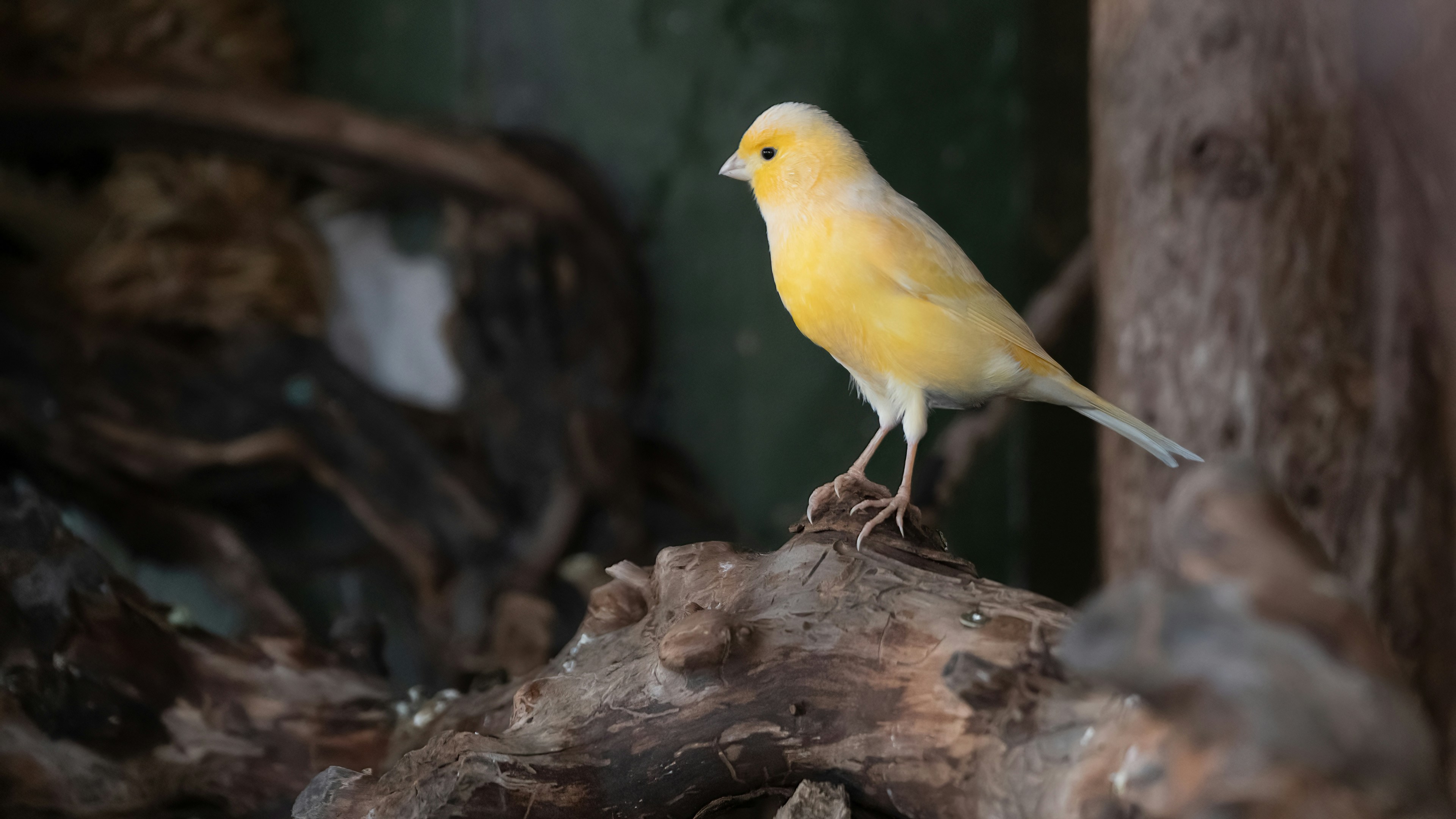 Golden Warbler Perched on a Weathered Log in Quiet Woodland Light