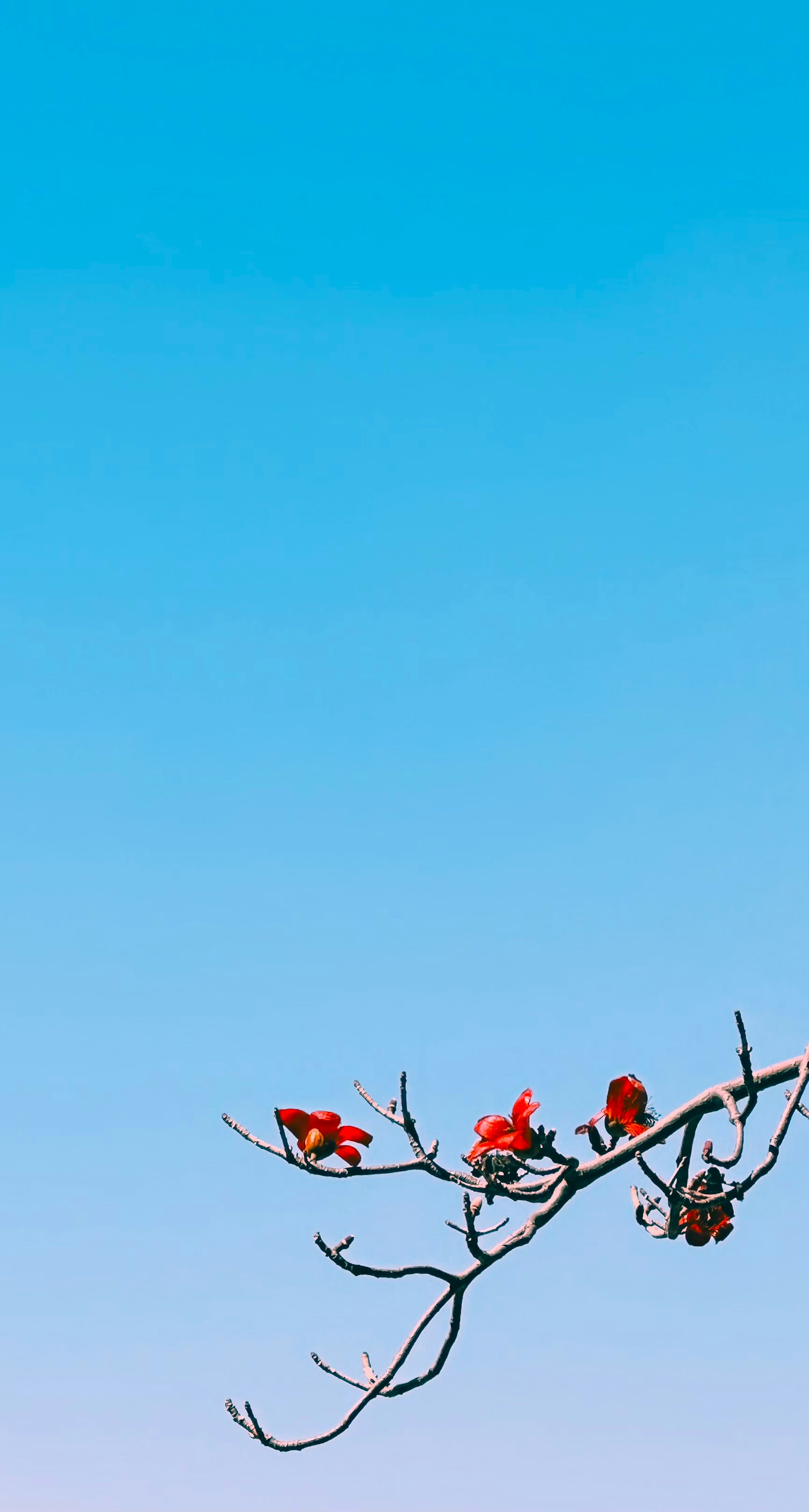 Crimson Blossoms Framing a Cerulean Sky