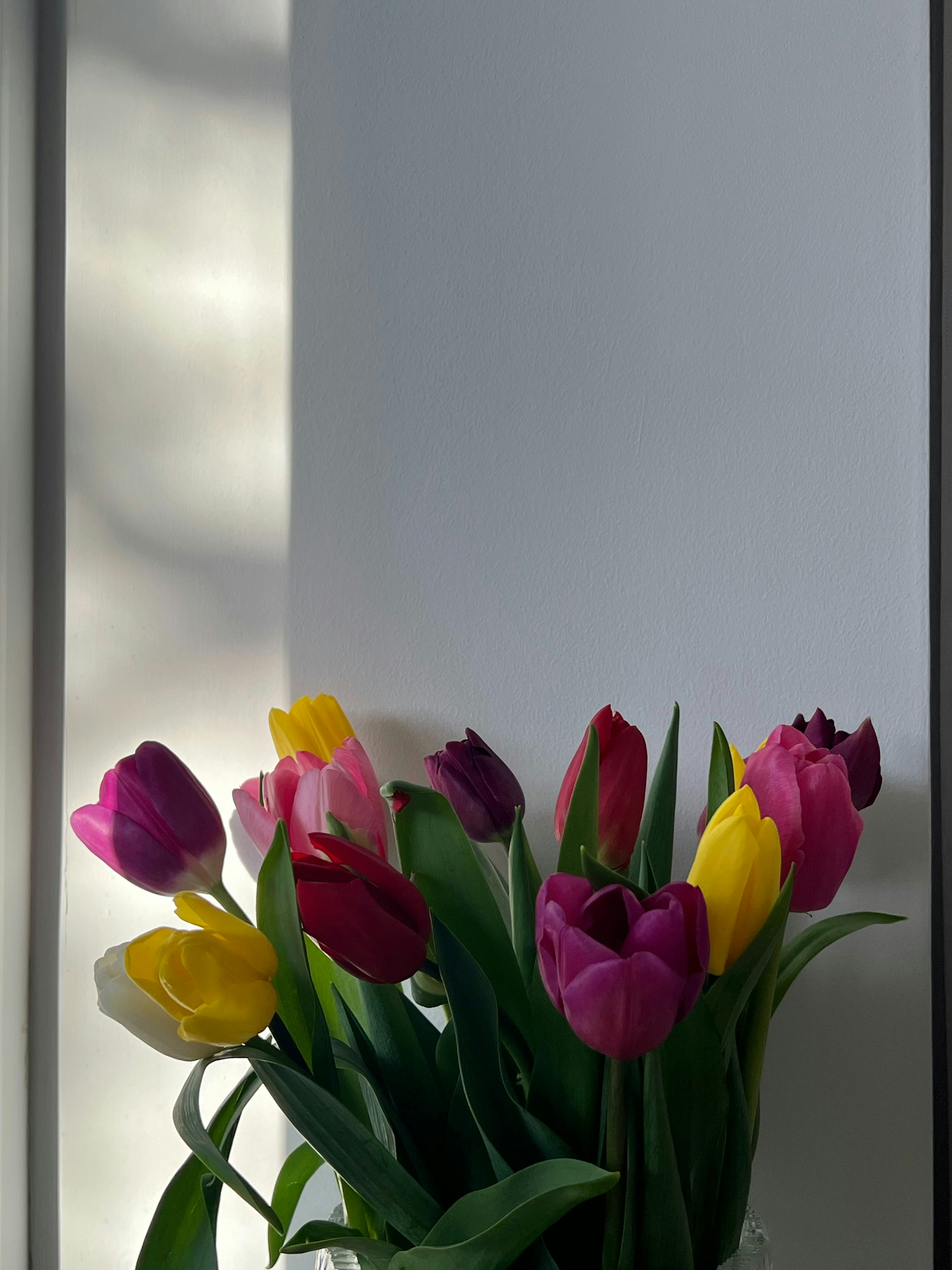 Tulip Bouquet by Soft Window Light