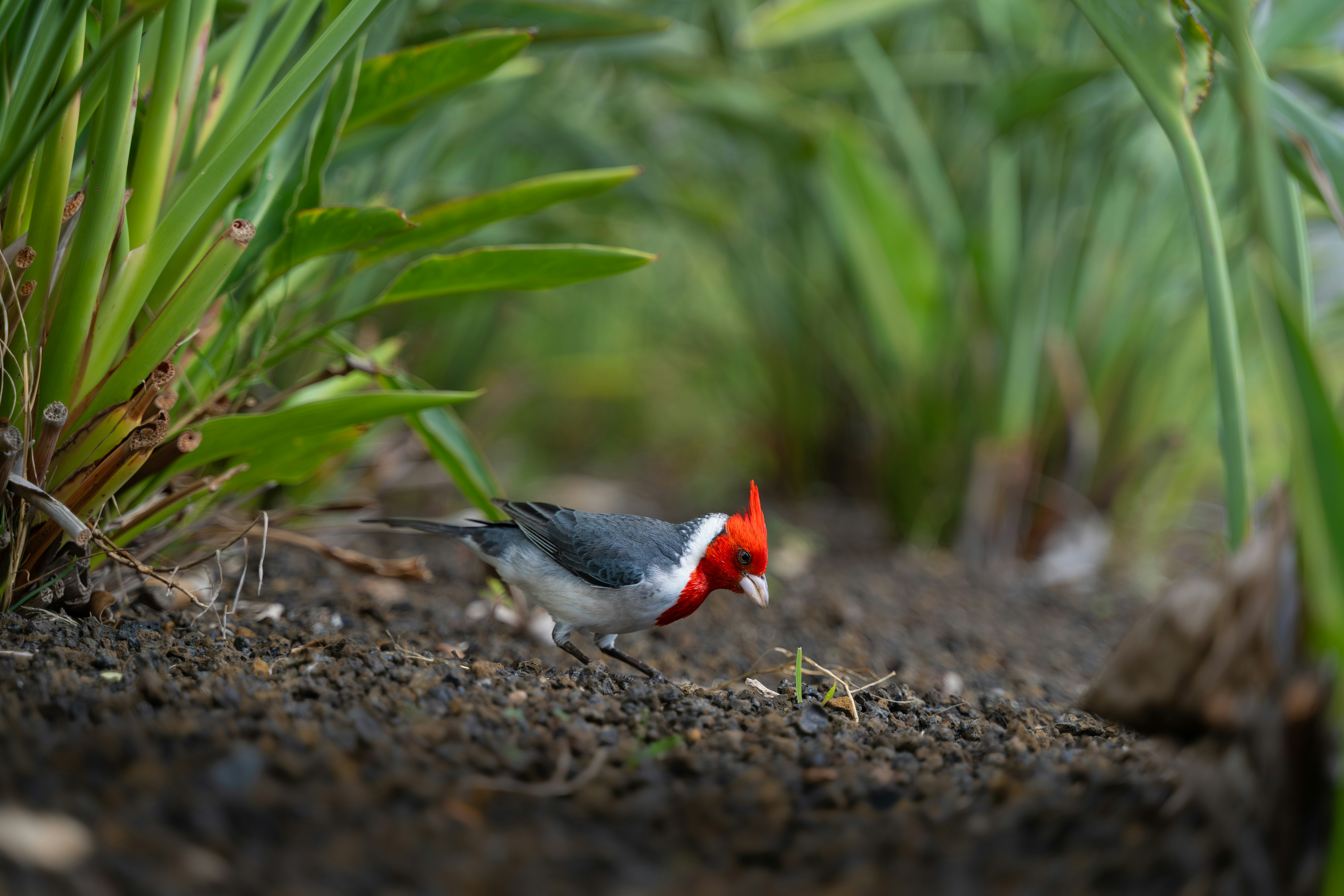 Red-capped forager on garden soil among emerald blades