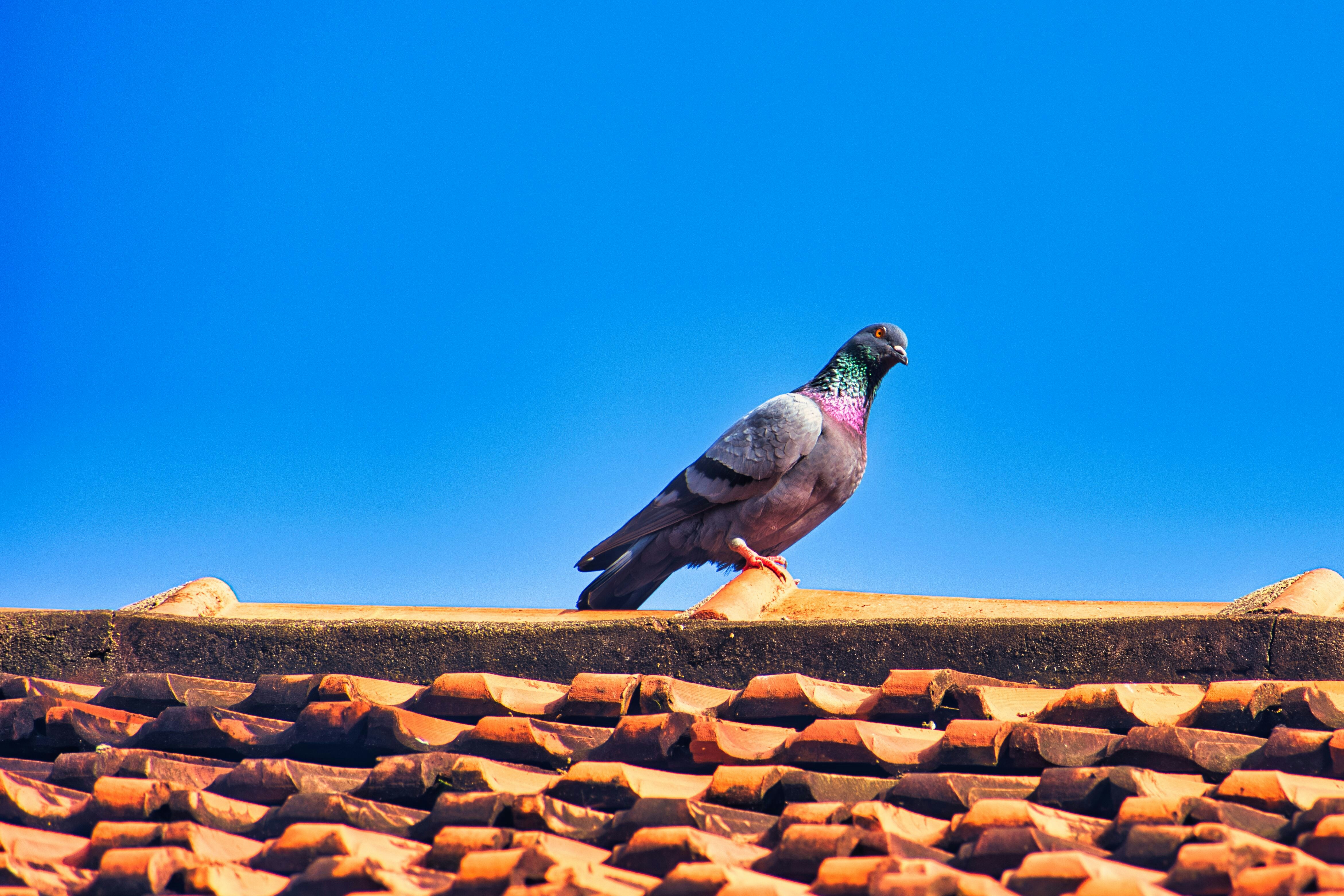On the Roof's Edge: Pigeon Amid Terracotta Tiles and a Vivid Sky