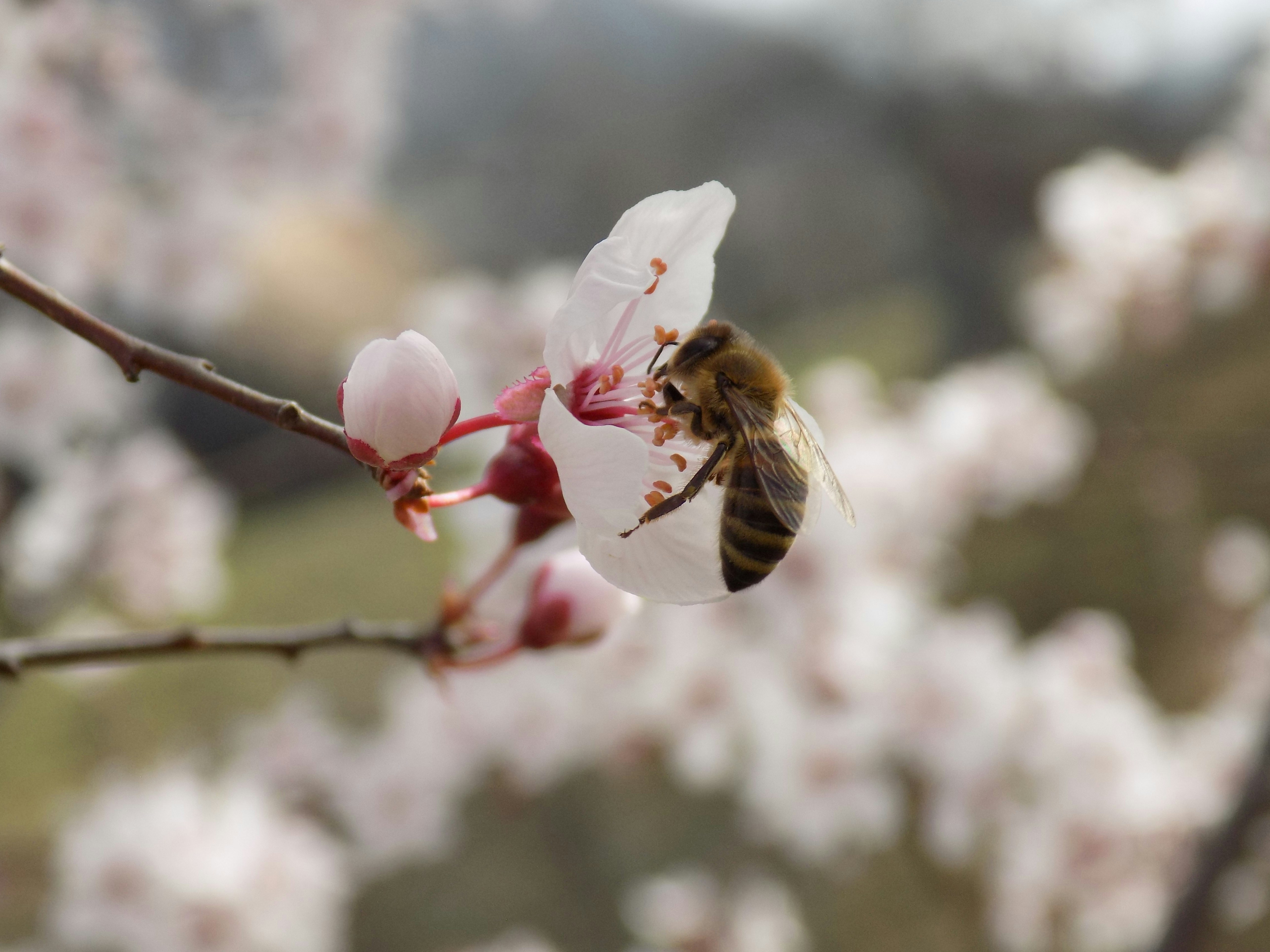 A bee gathers nectar from a pale pink blossom on a slender branch. The shallow depth of field makes the bee stand out against a soft, floral bokeh.