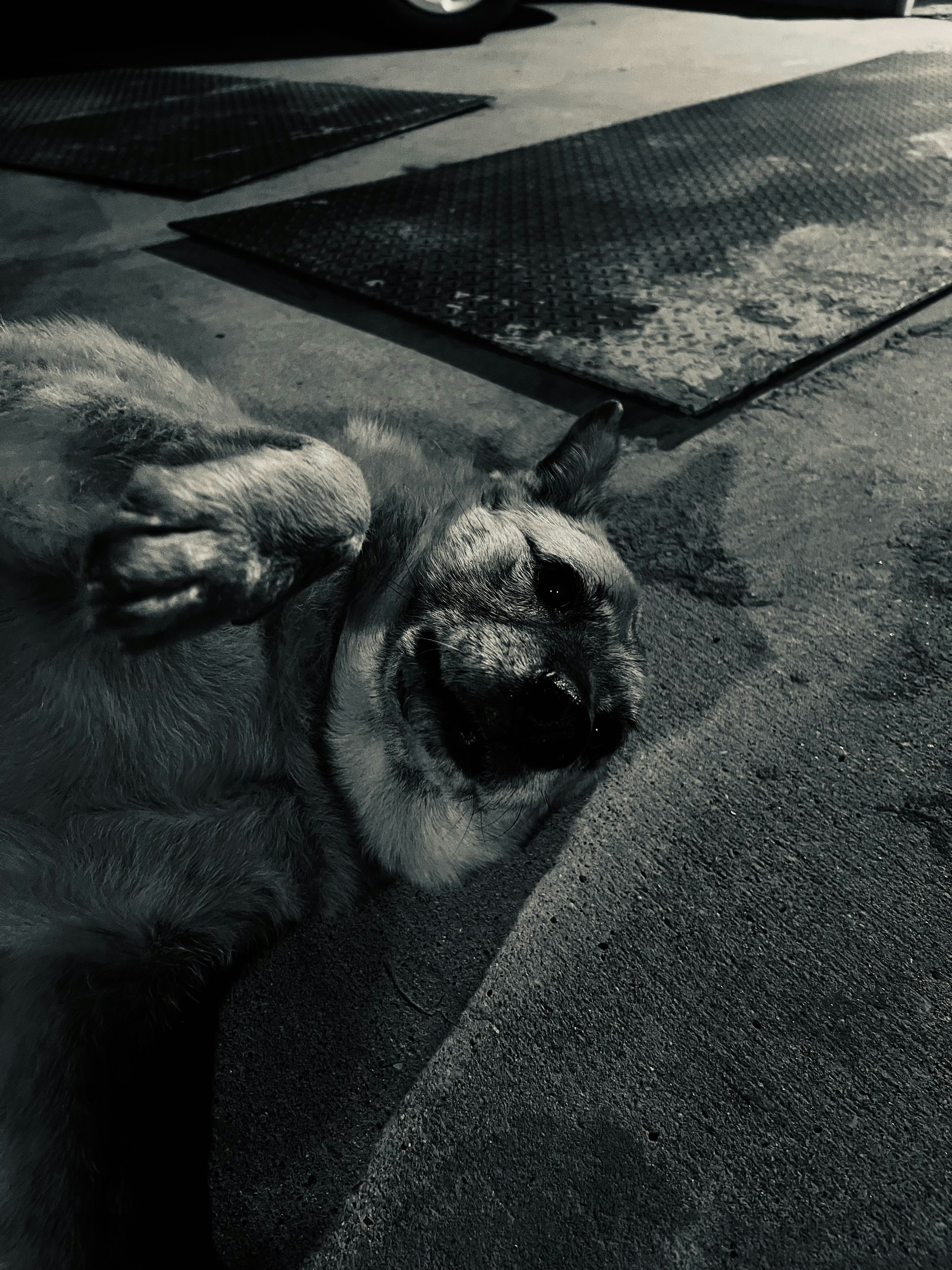 Grayscale Reverie: A Dog Resting on Cold Concrete