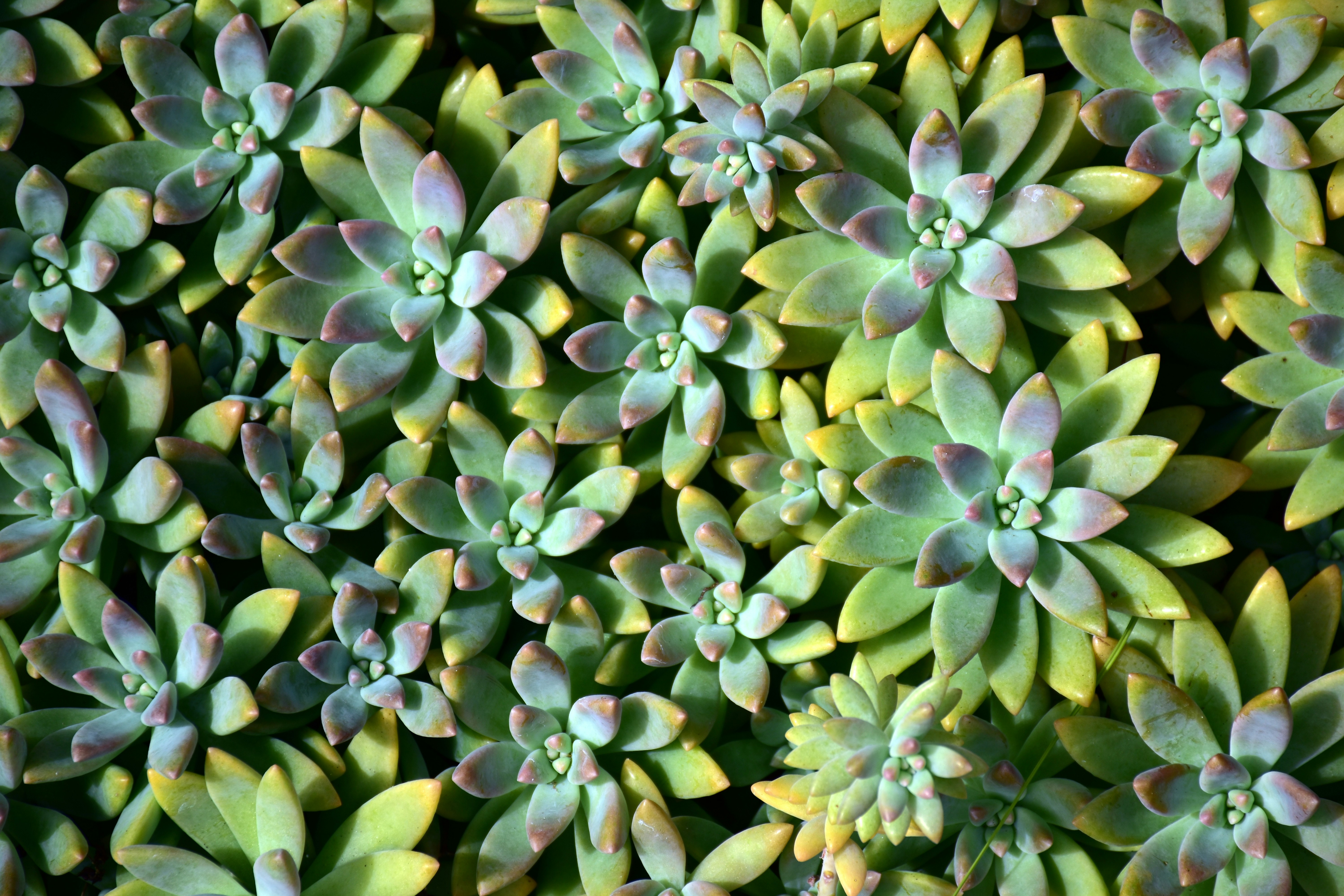 A close up of a bunch of green plants photo – Free Abstract Image on ...