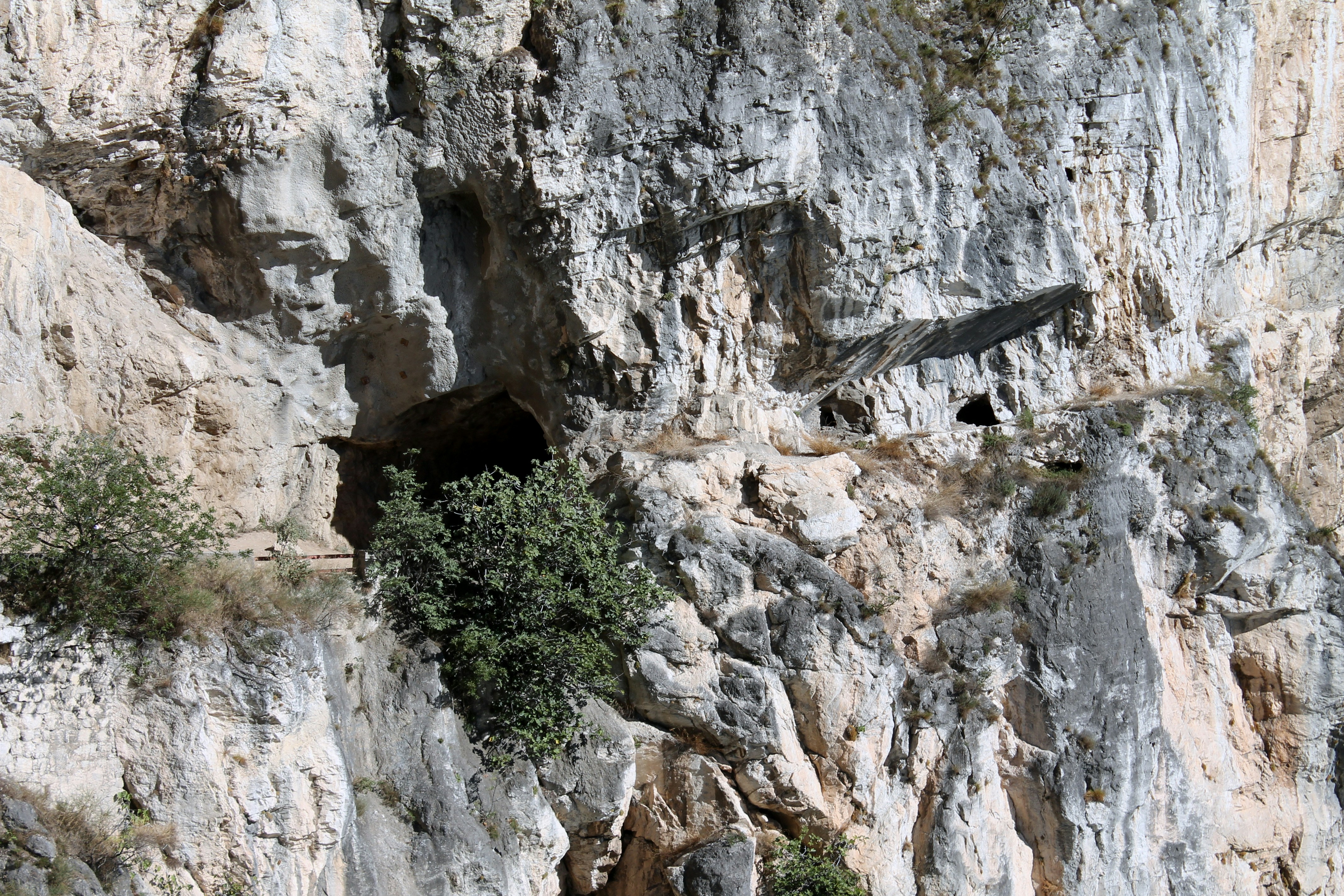 A cave in the side of a mountain with a tree growing out of it photo ...