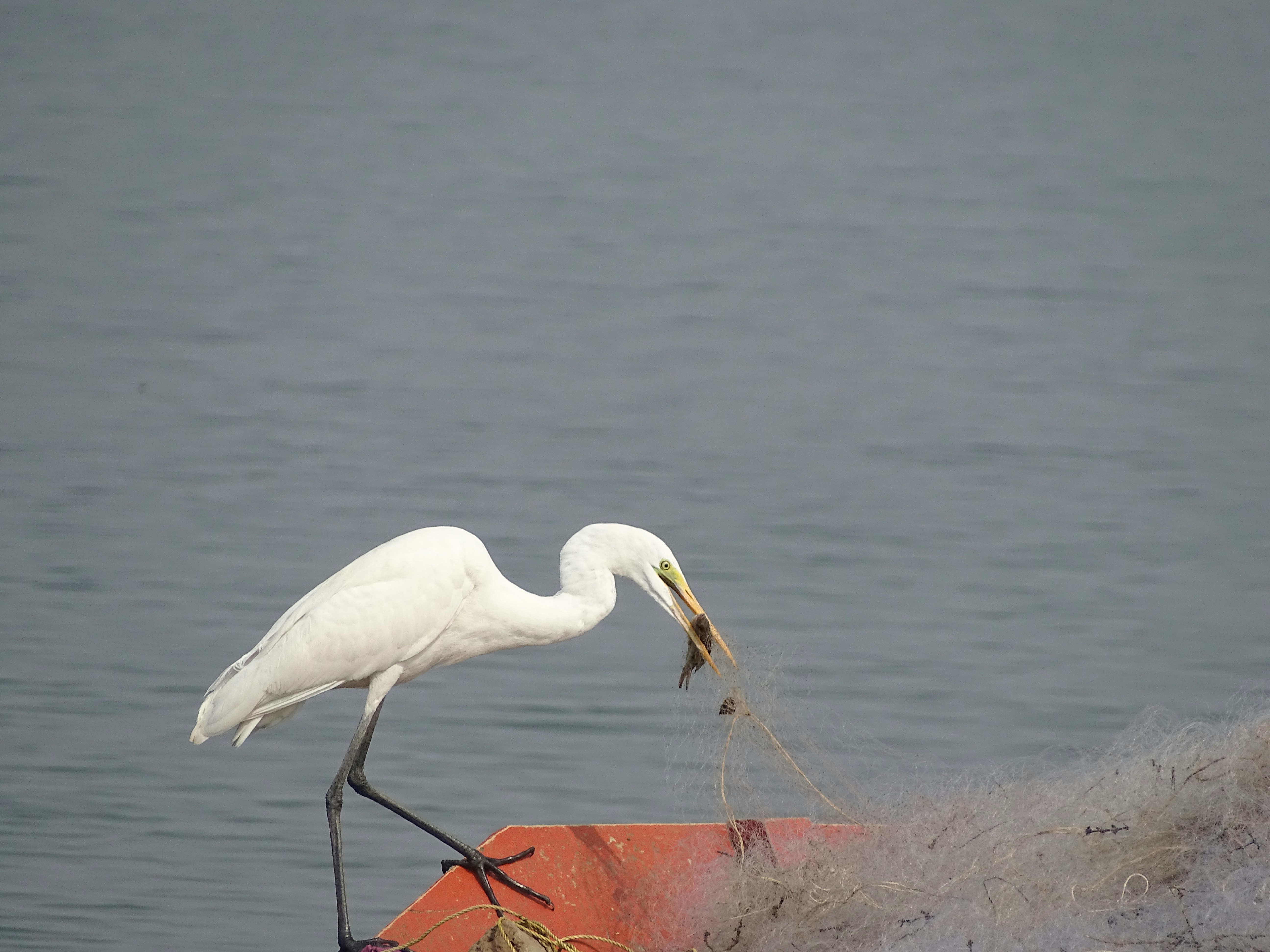 White Heron on a Rust-Red Breakwater Snags its Breakfast