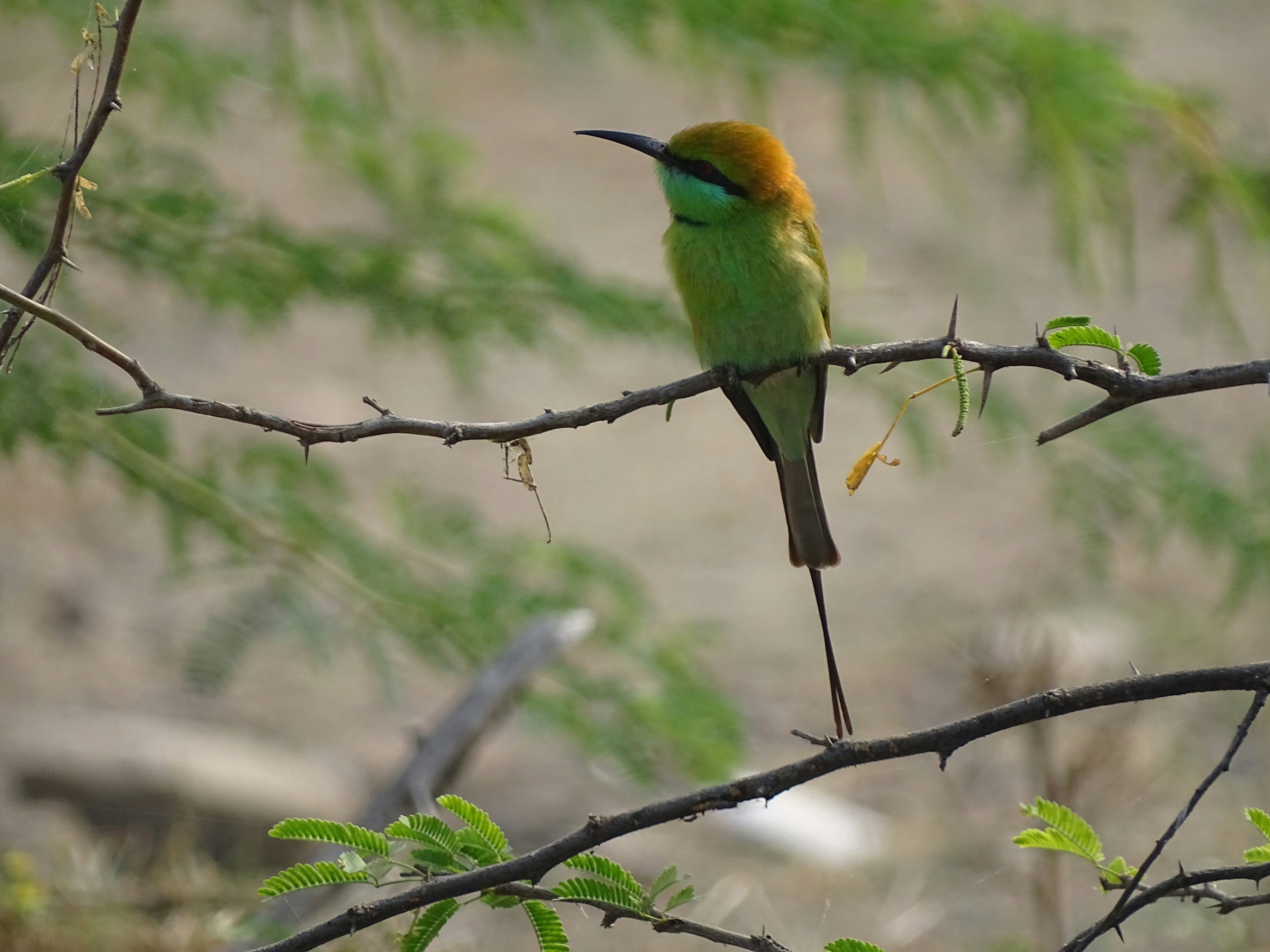 Emerald Crowned Sunbird on a Thorny Branch, Against a Gentle Blur