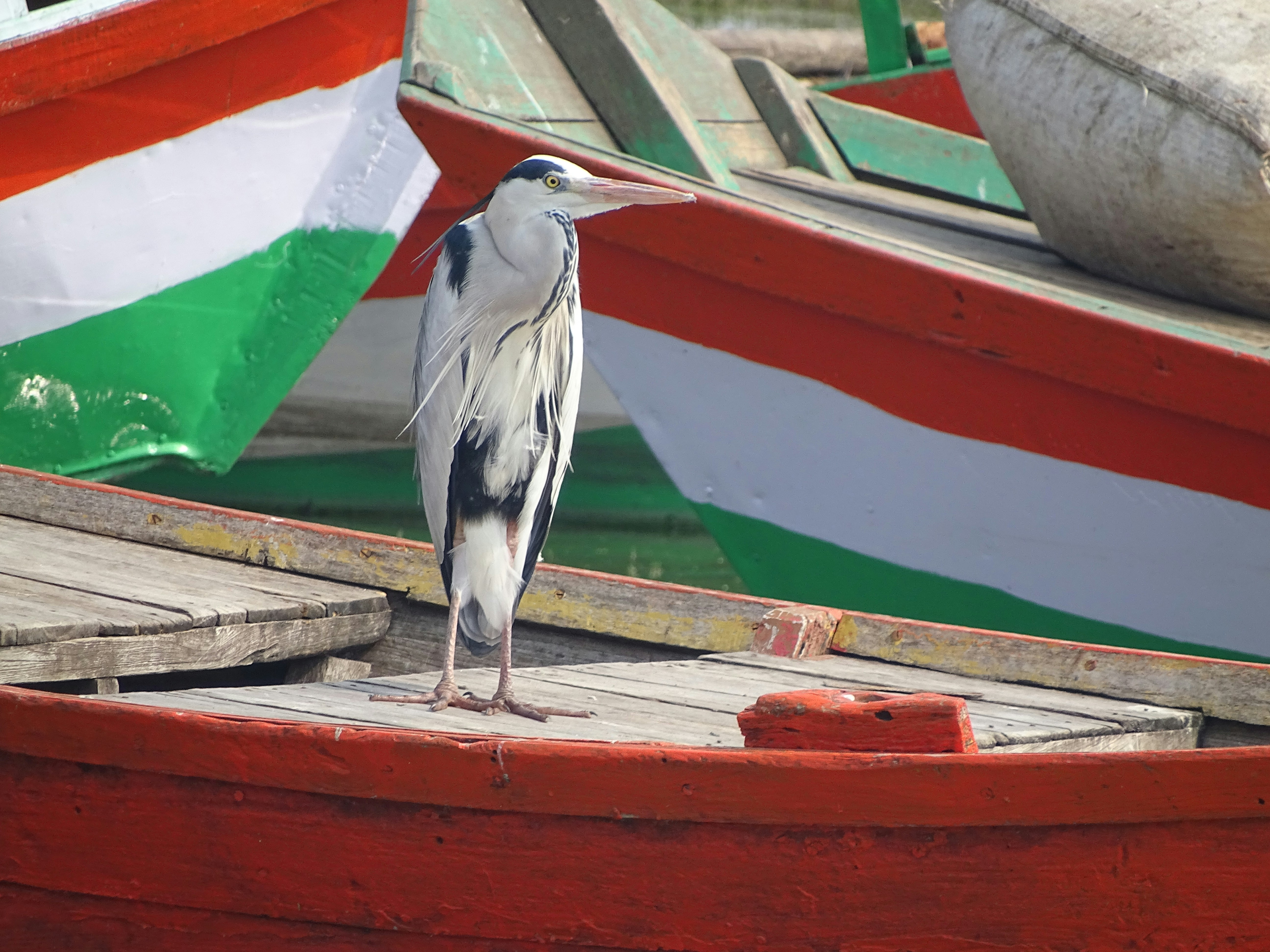Solitary Grey Heron on a Weathered Dock Amid Colorful Harbor Boats