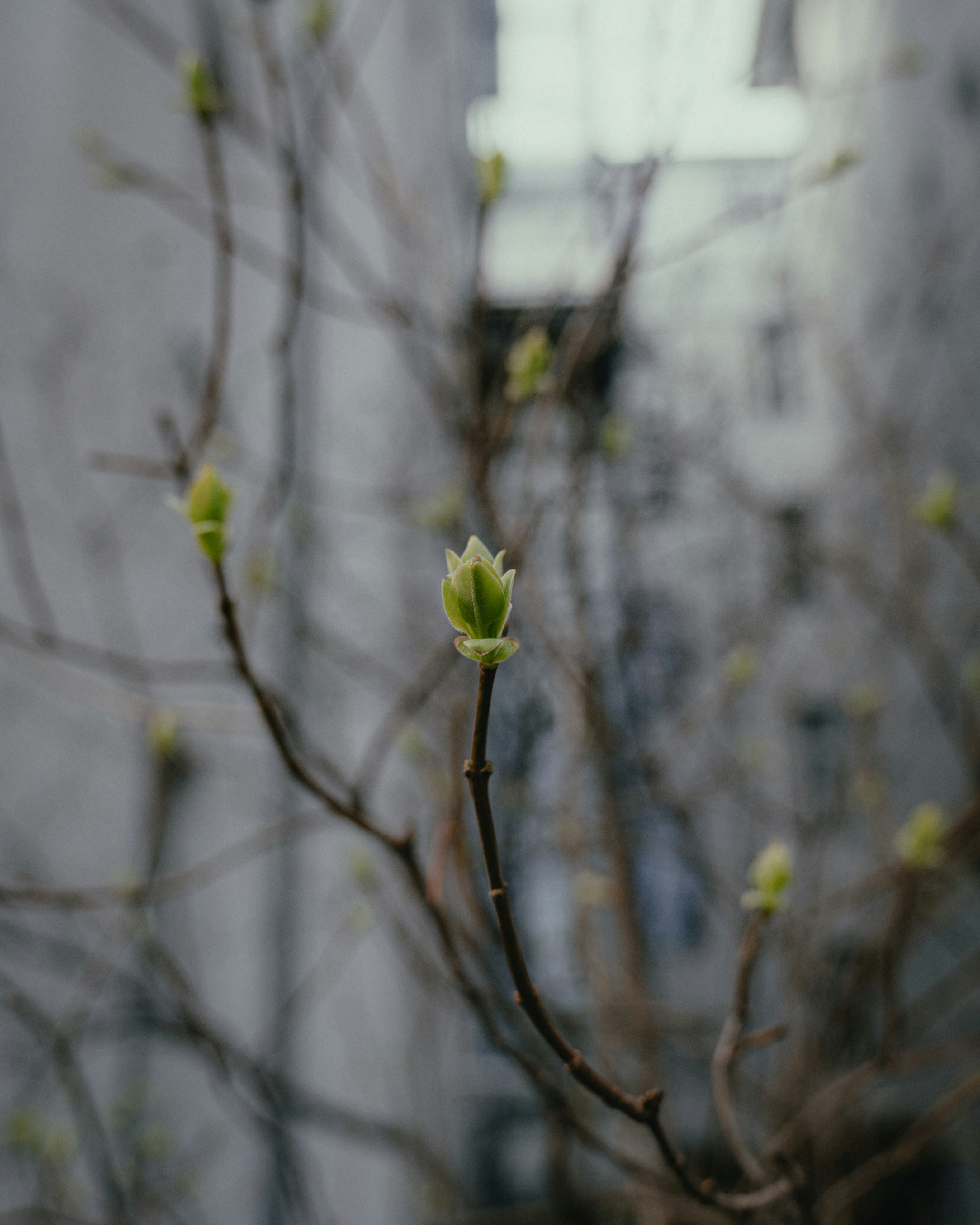 Emergence in Concrete: A Bud Against the Urban Blur