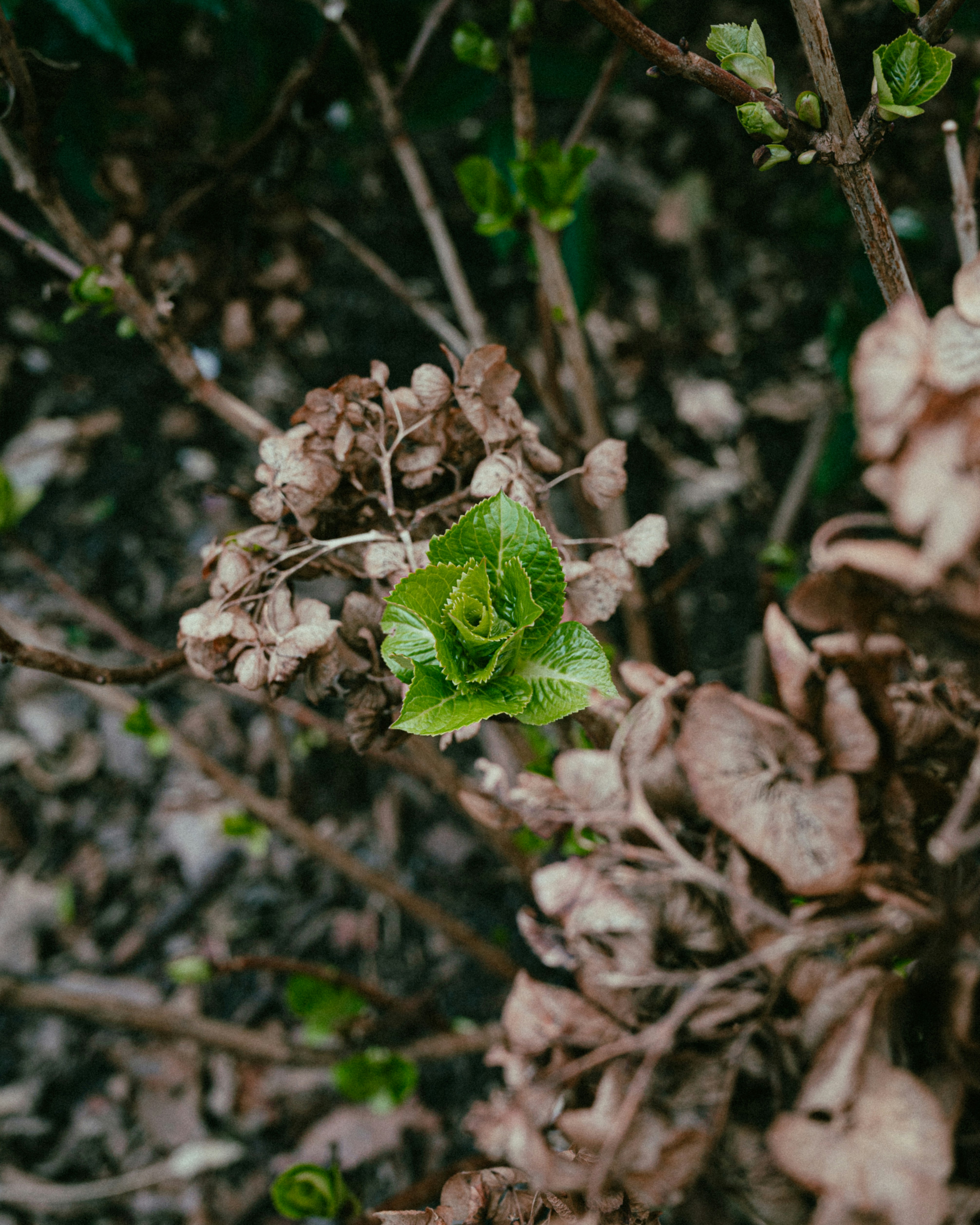Emerald Sprout Amid Stilled Foliage