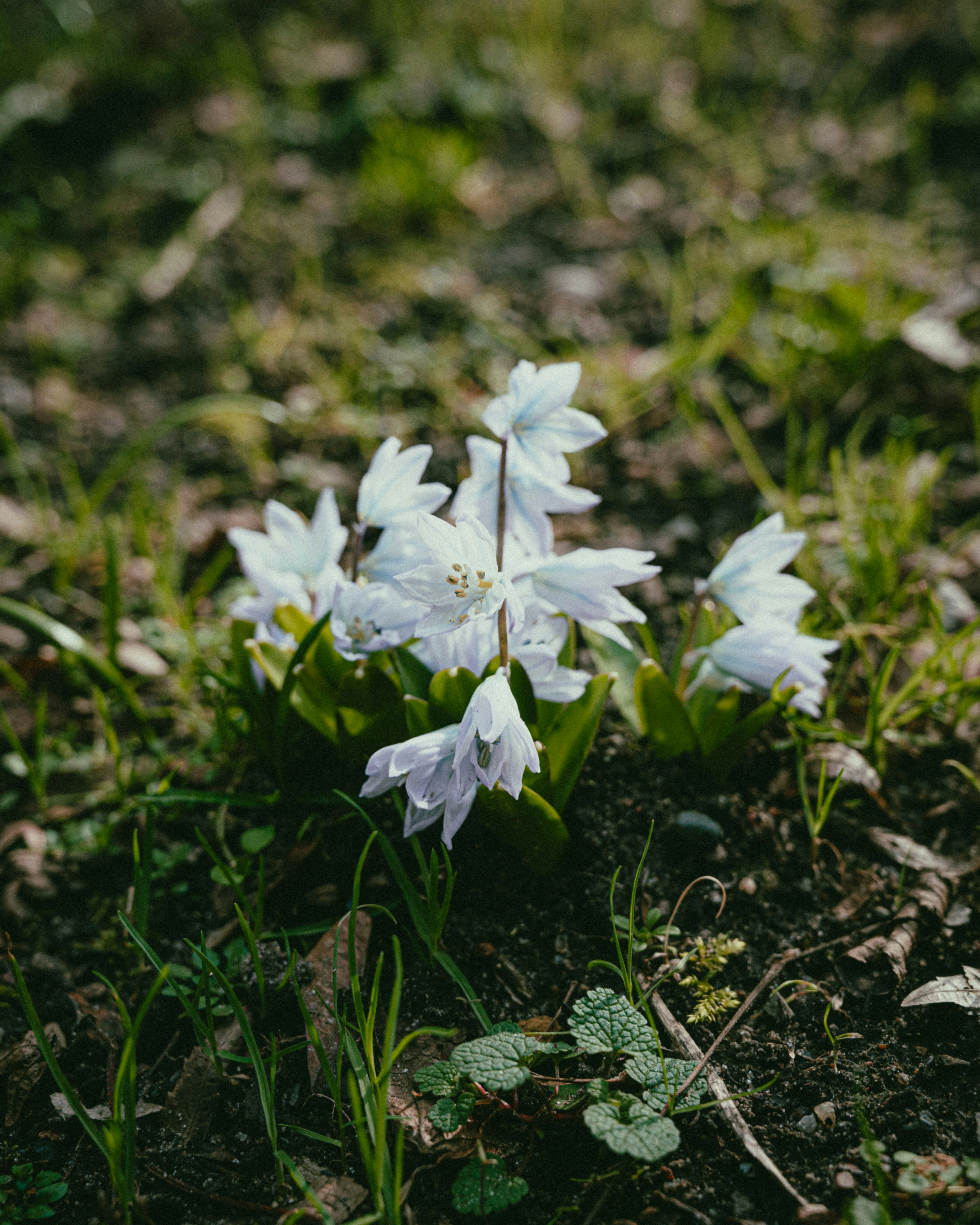 White Woodland Bells Emerging from Mossy Forest Floor