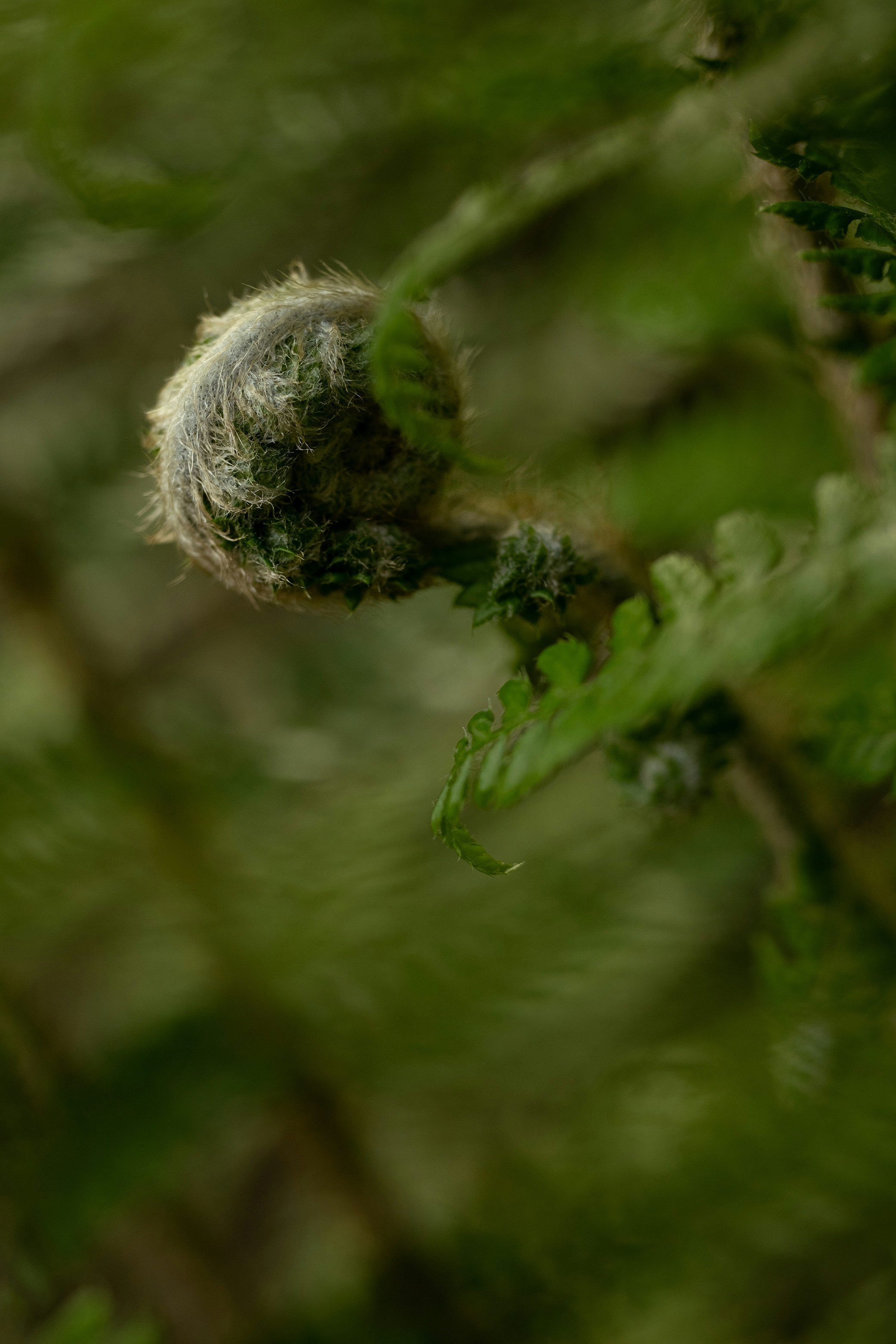 Velvet Seed Ball Adrift in a Quiet Fern Green